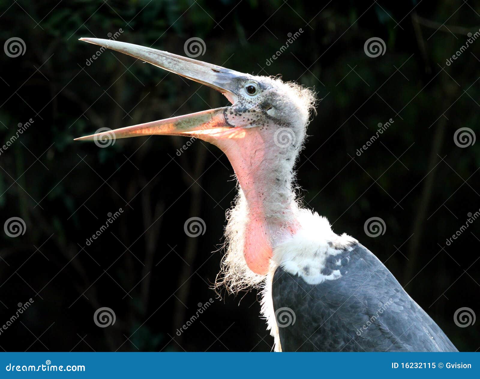 Marabou bird stock image. Image of funny, marabou, flamingo - 16232115