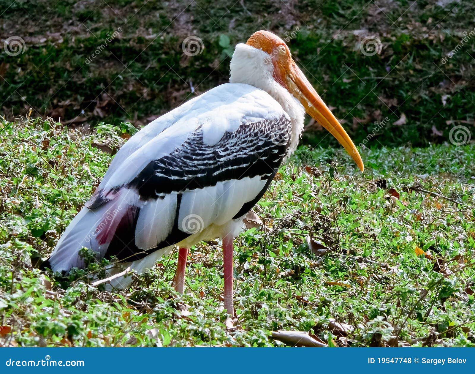 Marabou bird stock photo. Image of environment, outdoors - 19547748