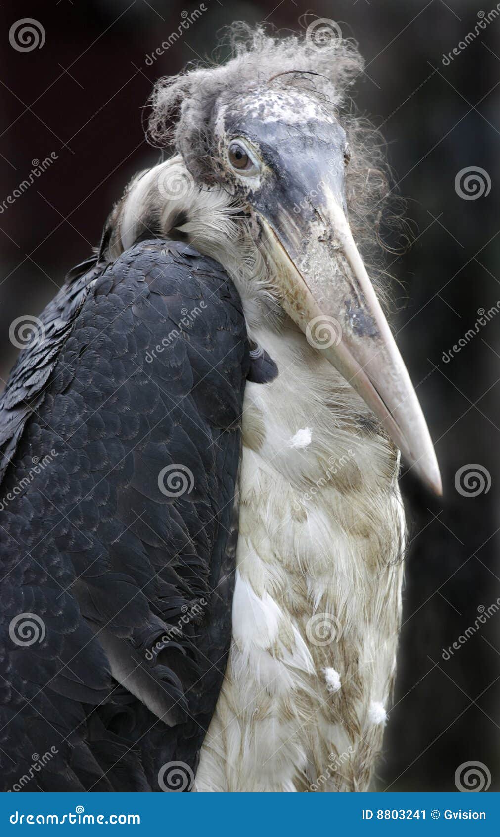 Marabou Stock Photography | CartoonDealer.com #42000890