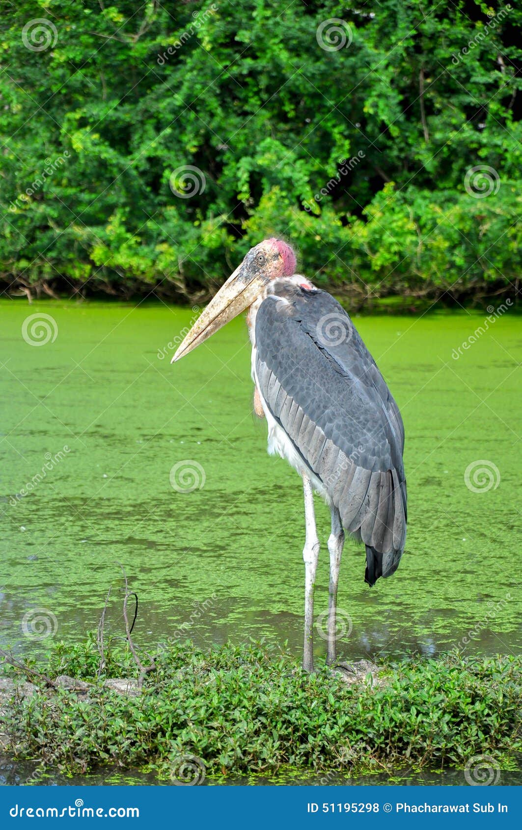 Marabou bird one stand up stock photo. Image of relaxing - 51195298