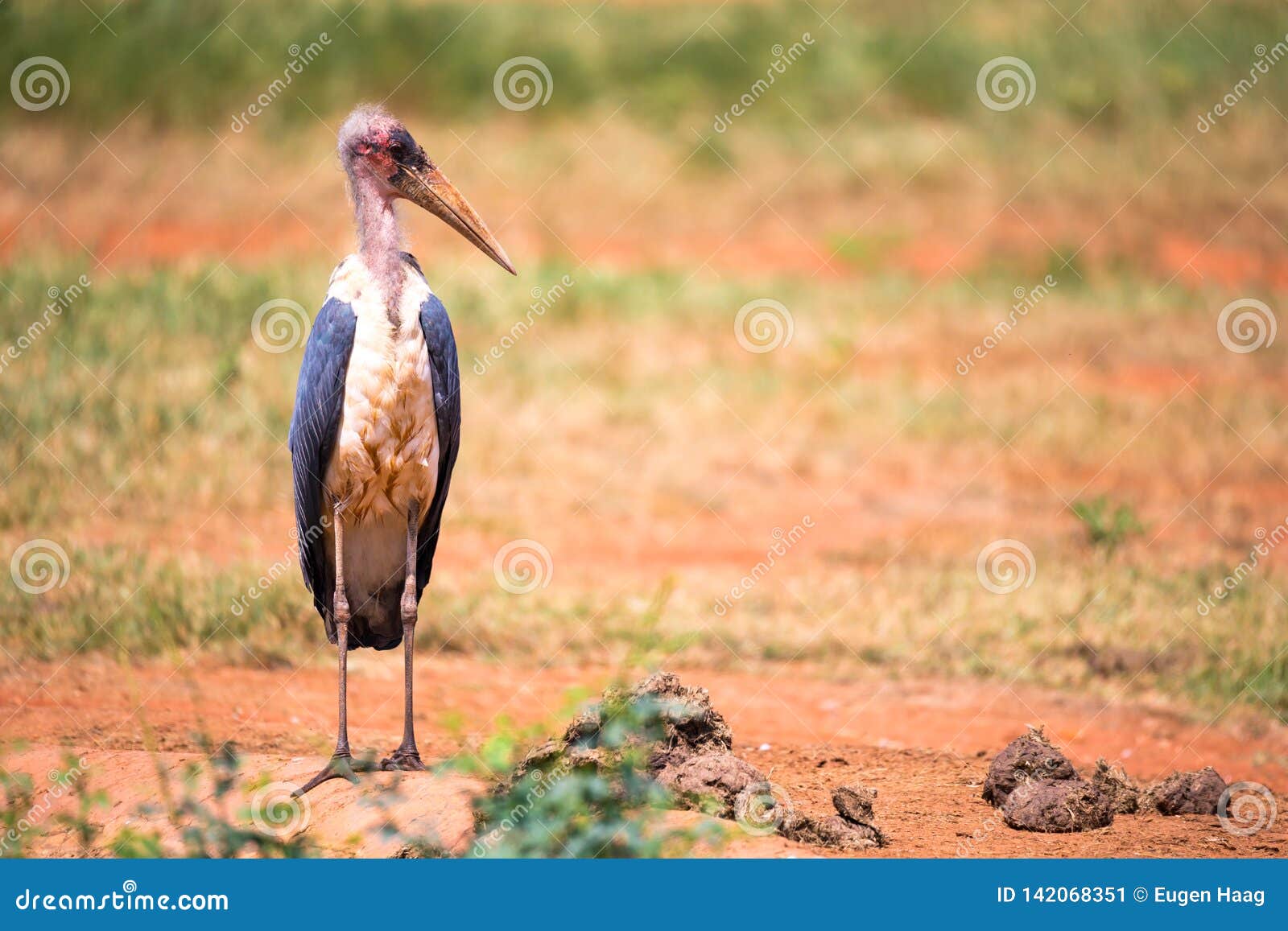 A Marabou Bird in the Savanna with Red Soil Stock Image - Image of ...