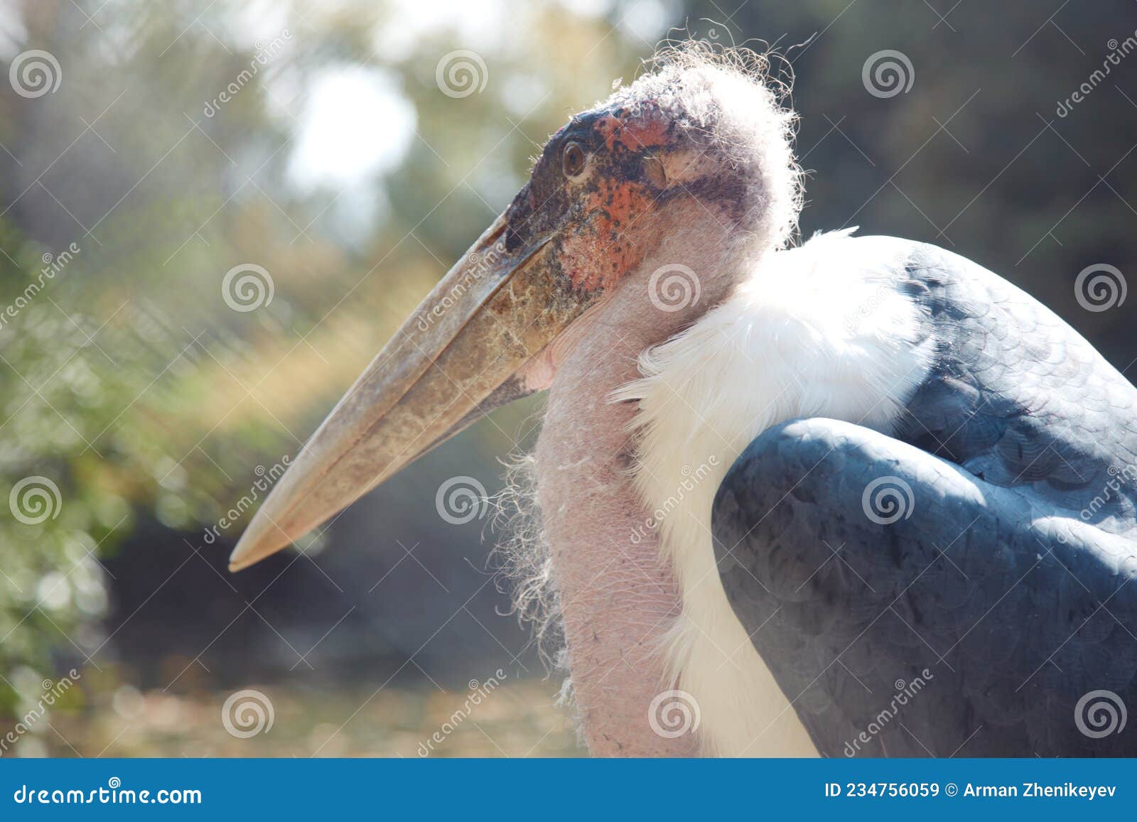 Marabou Bird. Close-up Portrait Stock Image - Image of wildlife, desert ...