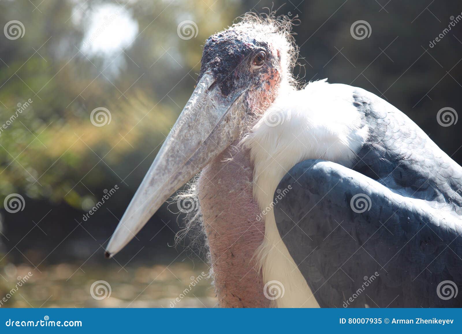 Marabou stock image. Image of life, desert, wildlife - 80007935
