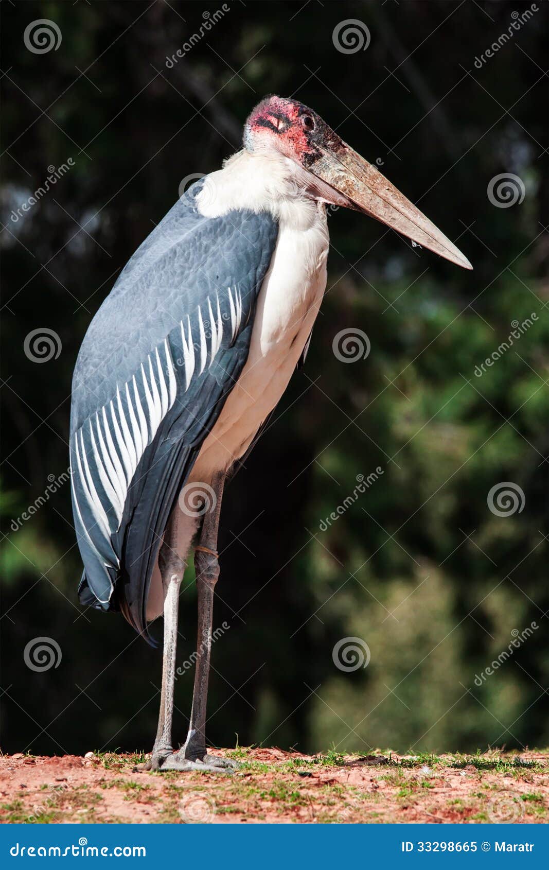 Marabou stock image. Image of marabout, brown, natural - 33298665