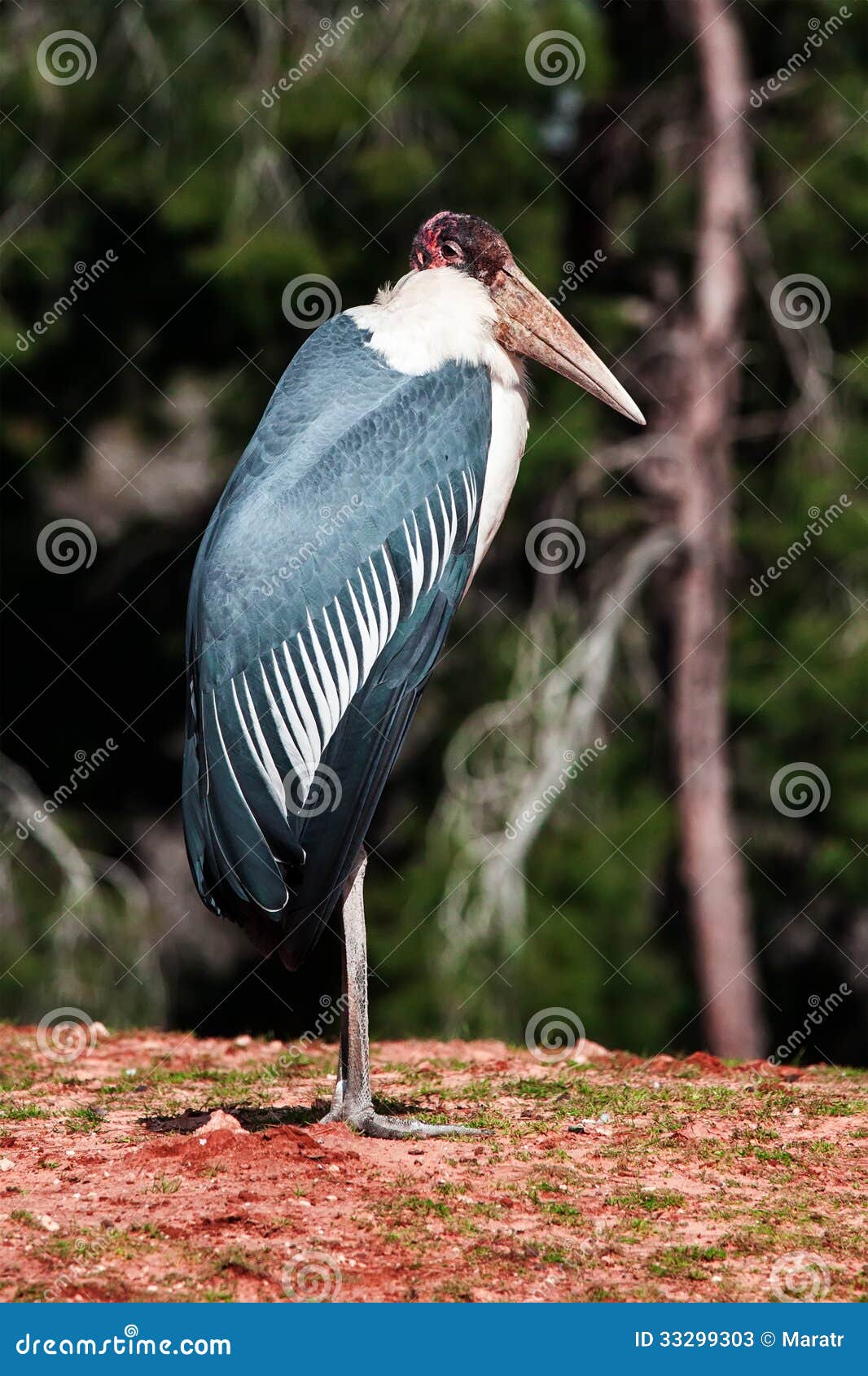 Marabou stock image. Image of fauna, bird, marabou, brown - 33299303