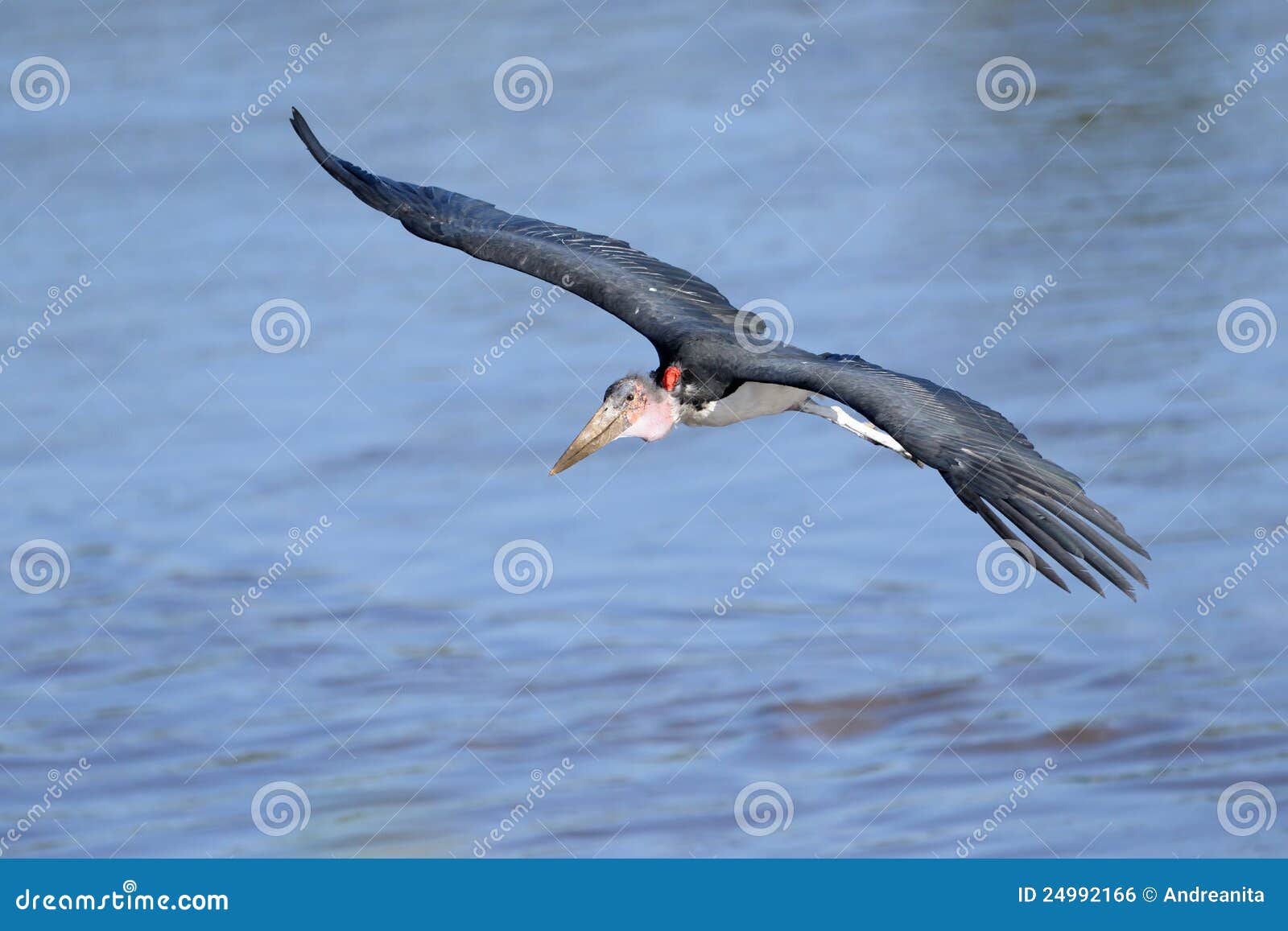 Marabou flying stock photo. Image of ornithology, blue - 24992166
