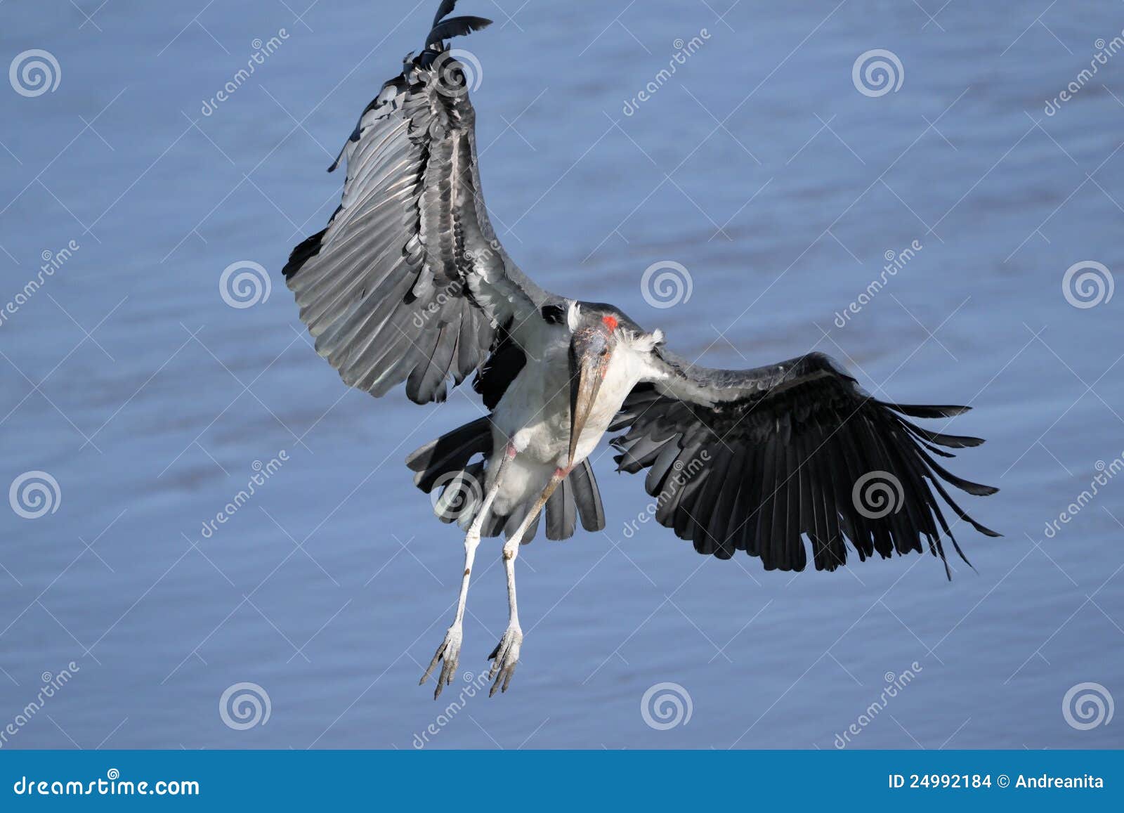 Marabou flying stock photo. Image of birds, wilderness - 24992184