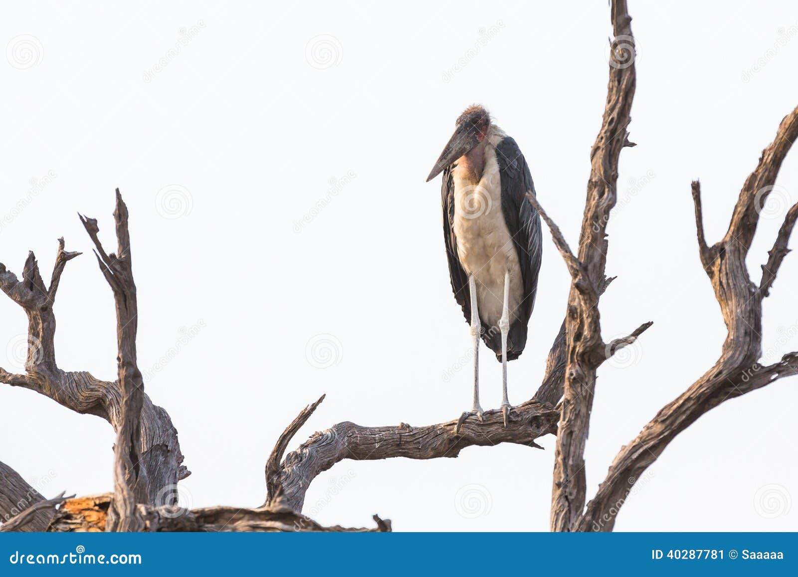 Marabou over dead branch stock image. Image of marsh - 40287781