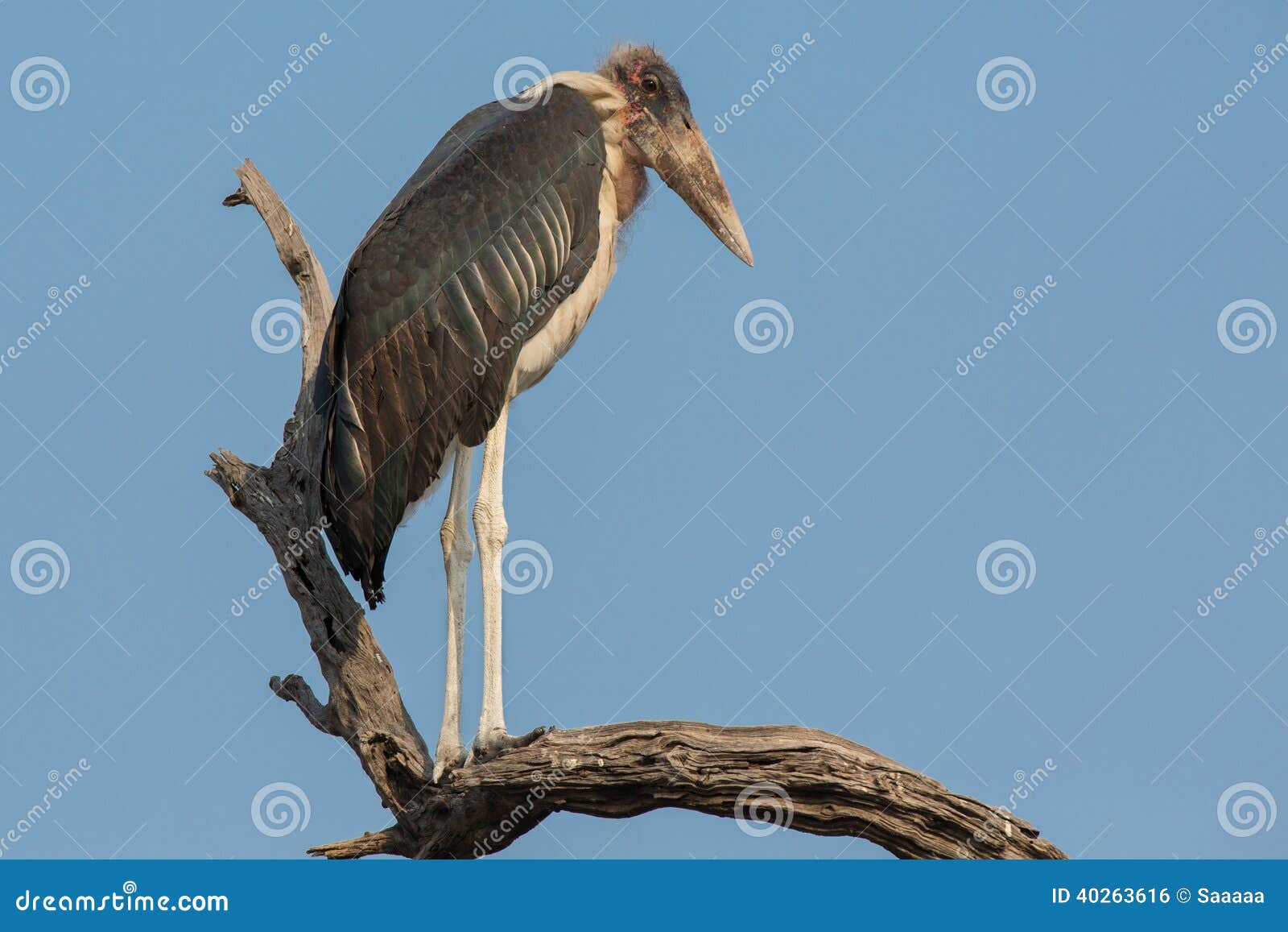 Marabou over dead branch stock photo. Image of stay, marabu - 40263616