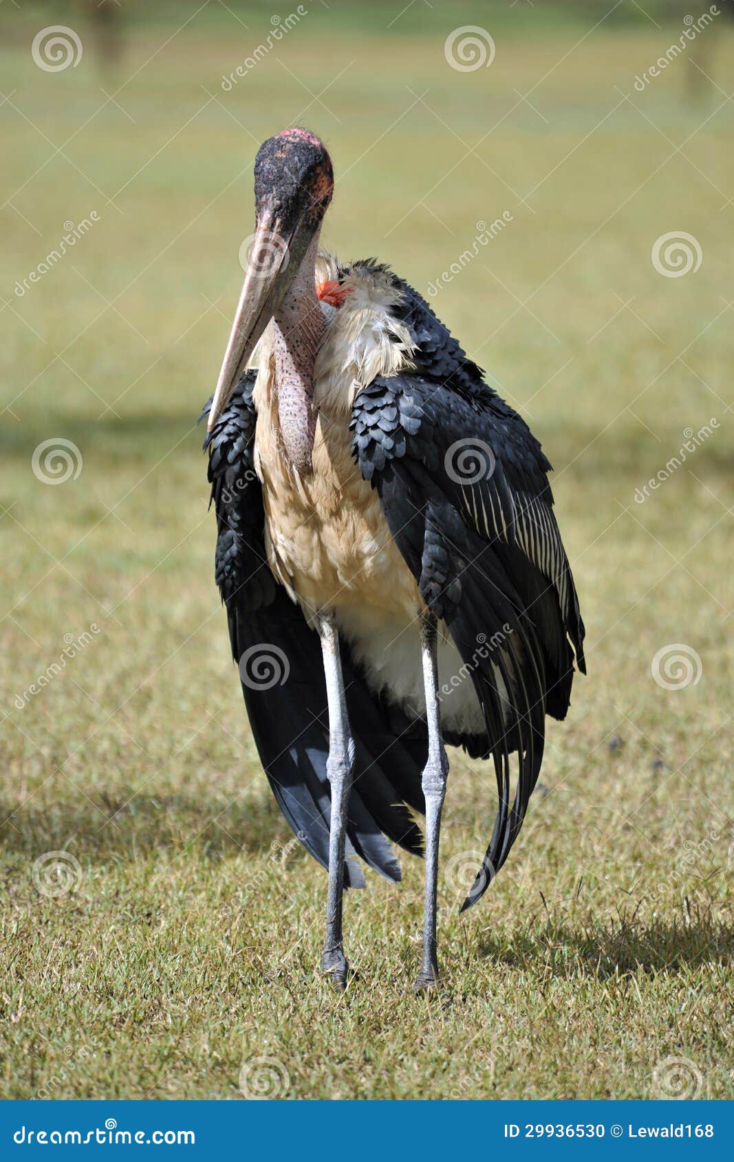 Marabou stock photo. Image of marabou, kenya, safari - 29936530