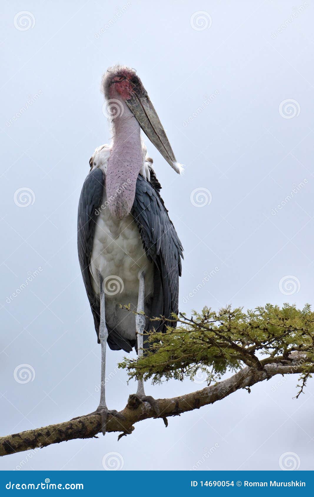 Marabou is Sitting on a Tree Branch Stock Photo - Image of landscape ...