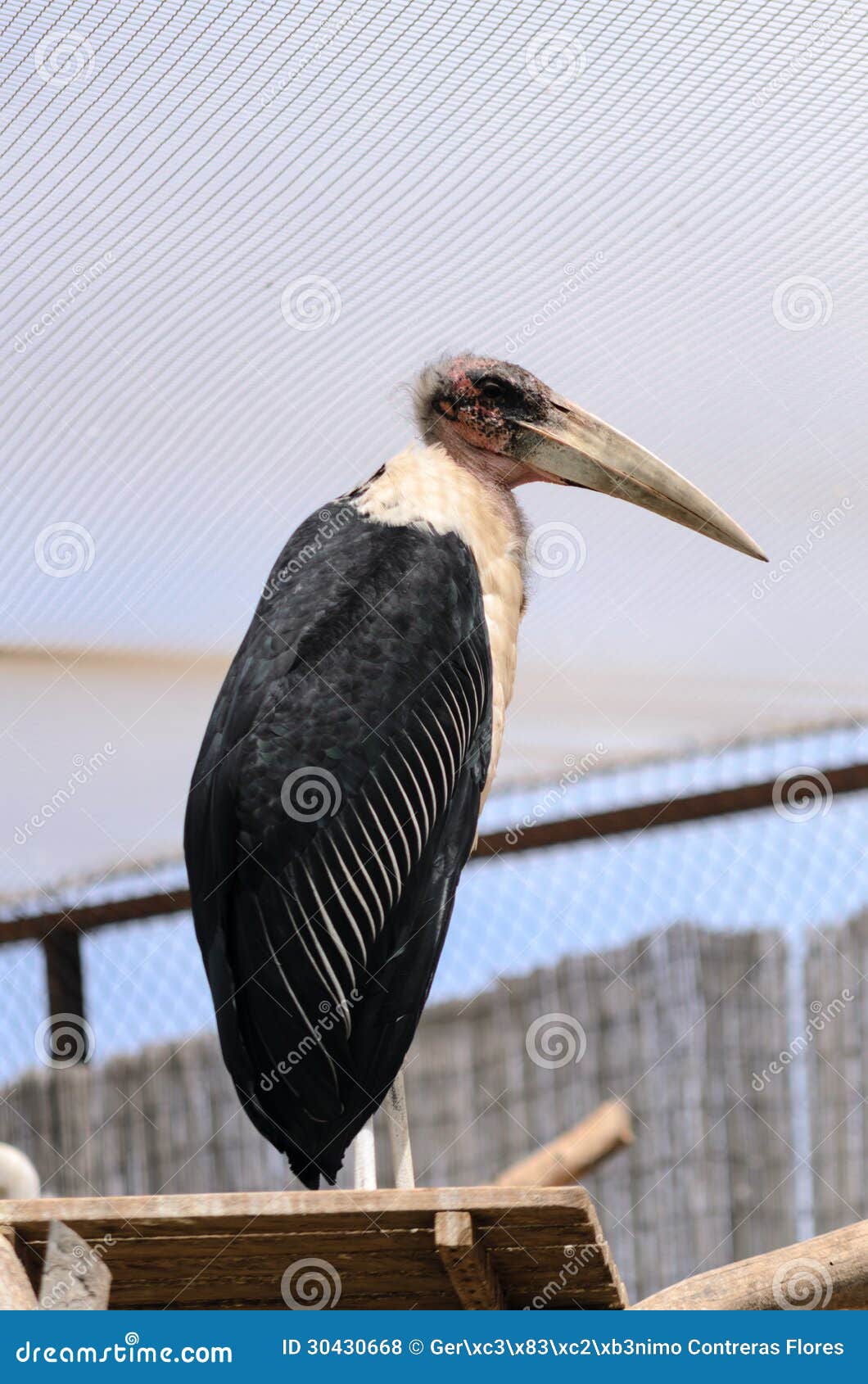 Marabou stock photo. Image of bird, bald, vulture, head - 30430668