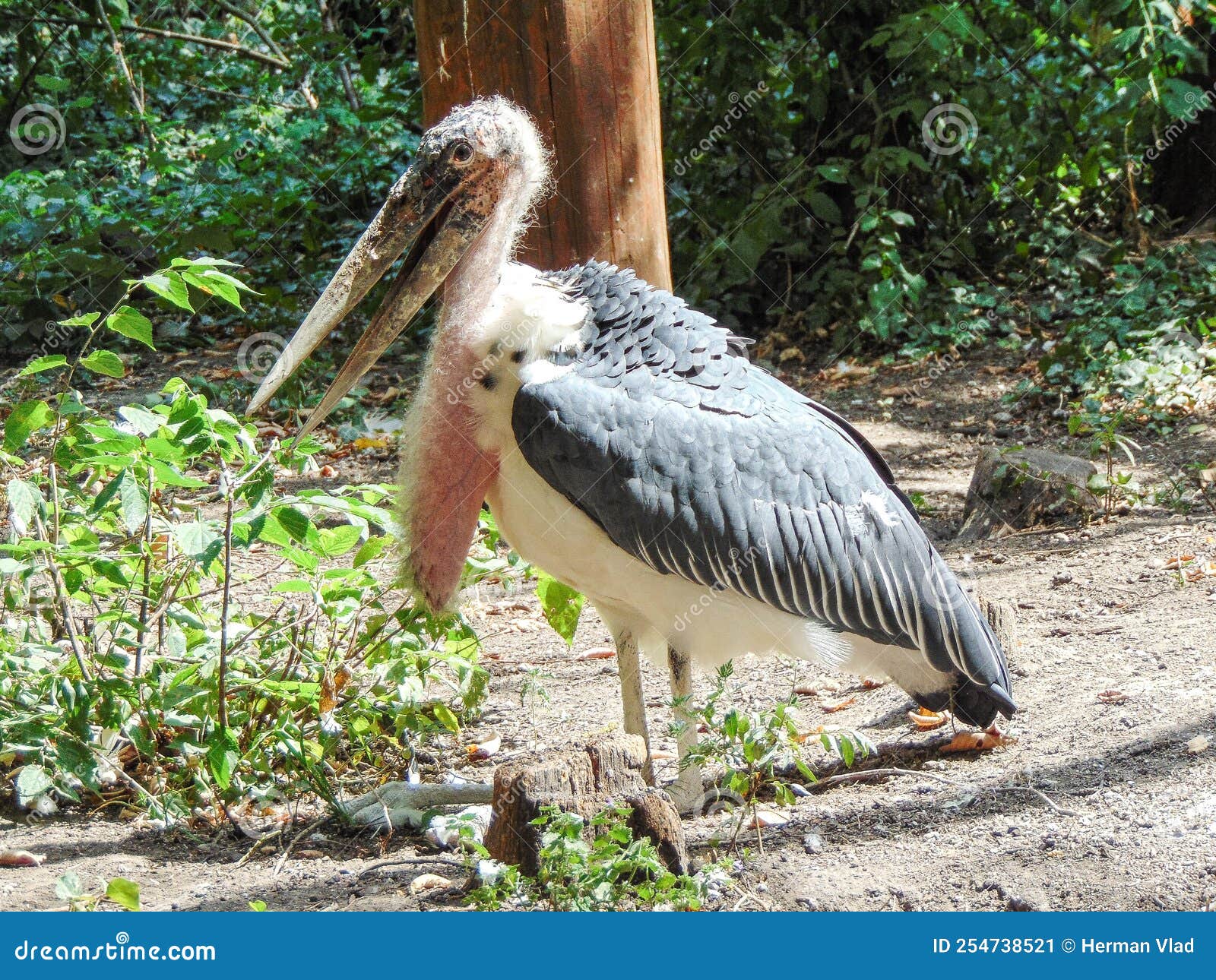 Marabou-Storch Leptoptilos Im Zoo Stockbild - Bild von tier, nett ...