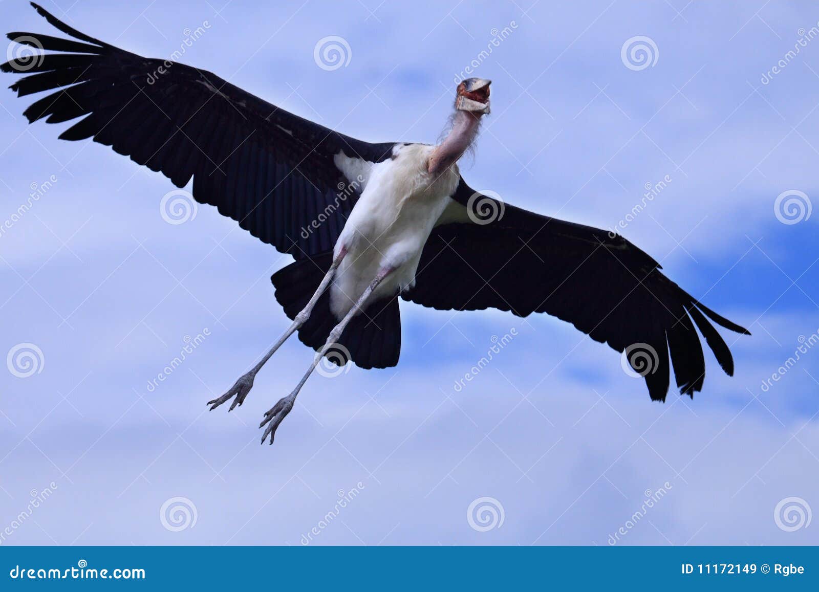 Marabou stork stock image. Image of flying, marabou, nature - 11172149