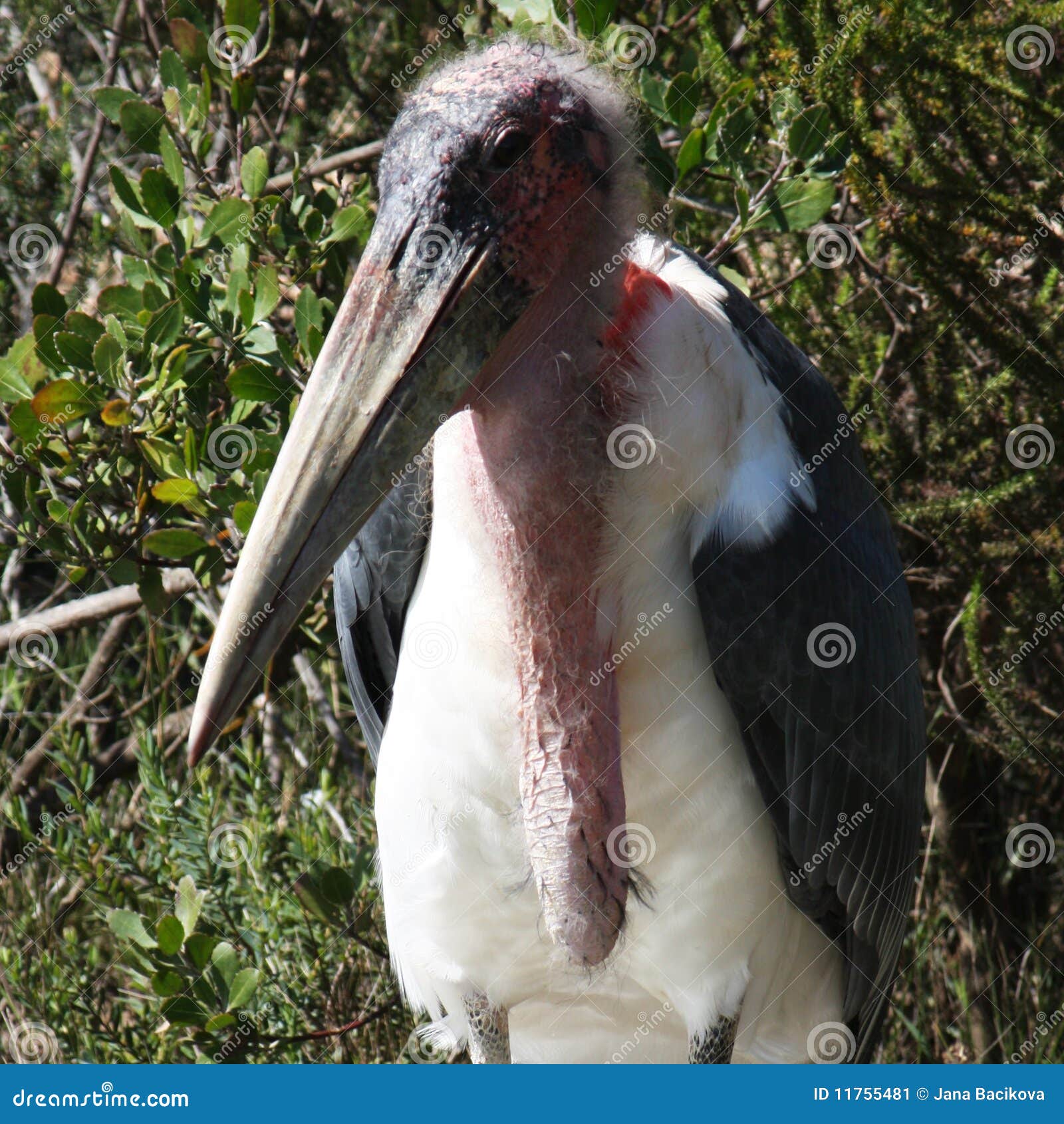 Marabou Stork stock image. Image of unusual, wild, peculiar - 11755481