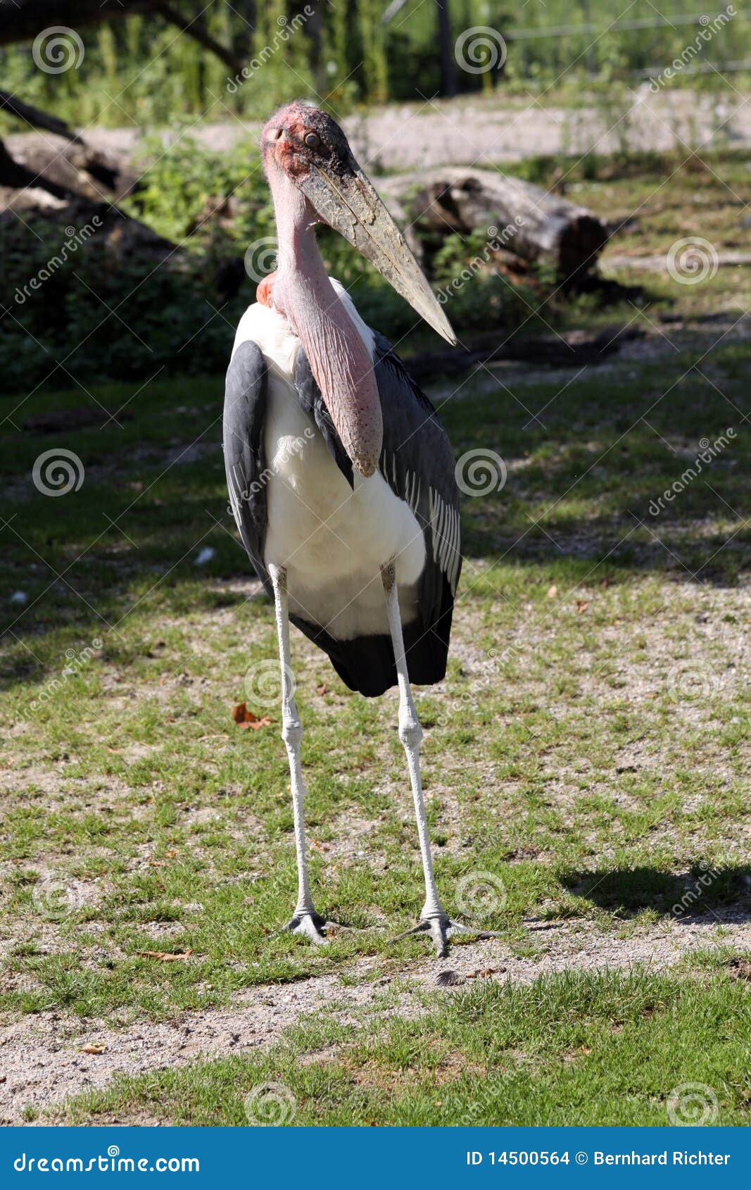 Marabou Stork stock photo. Image of hairday, africa, african - 14500564