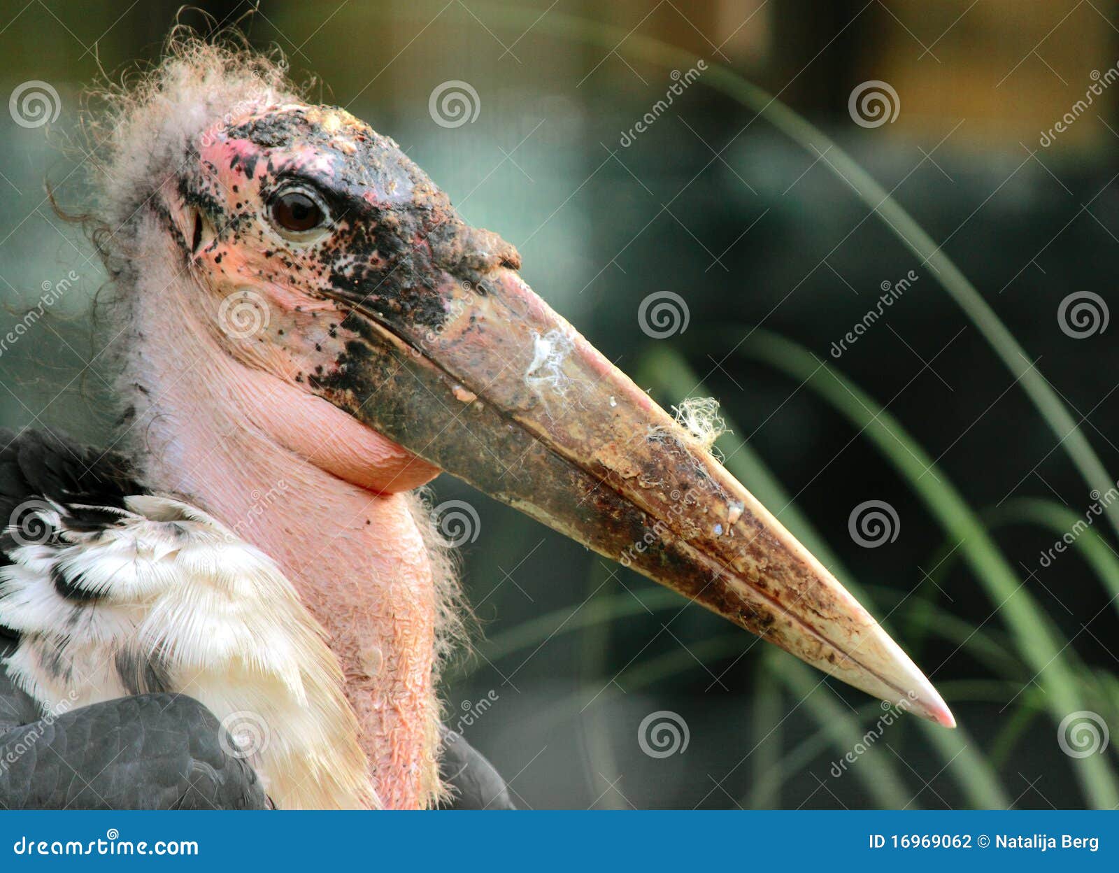 Marabou Stork stock photo. Image of pink, grey, beak - 16969062