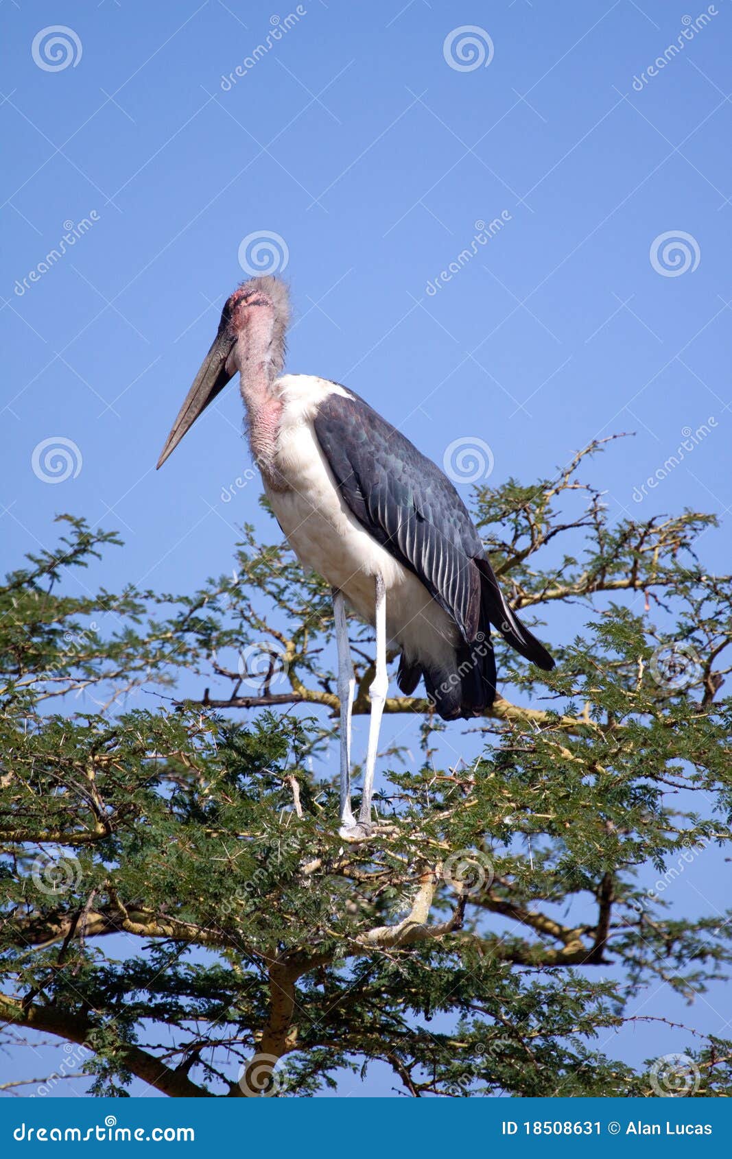 Marabou Stork stock image. Image of roosting, east, nakuru - 18508631
