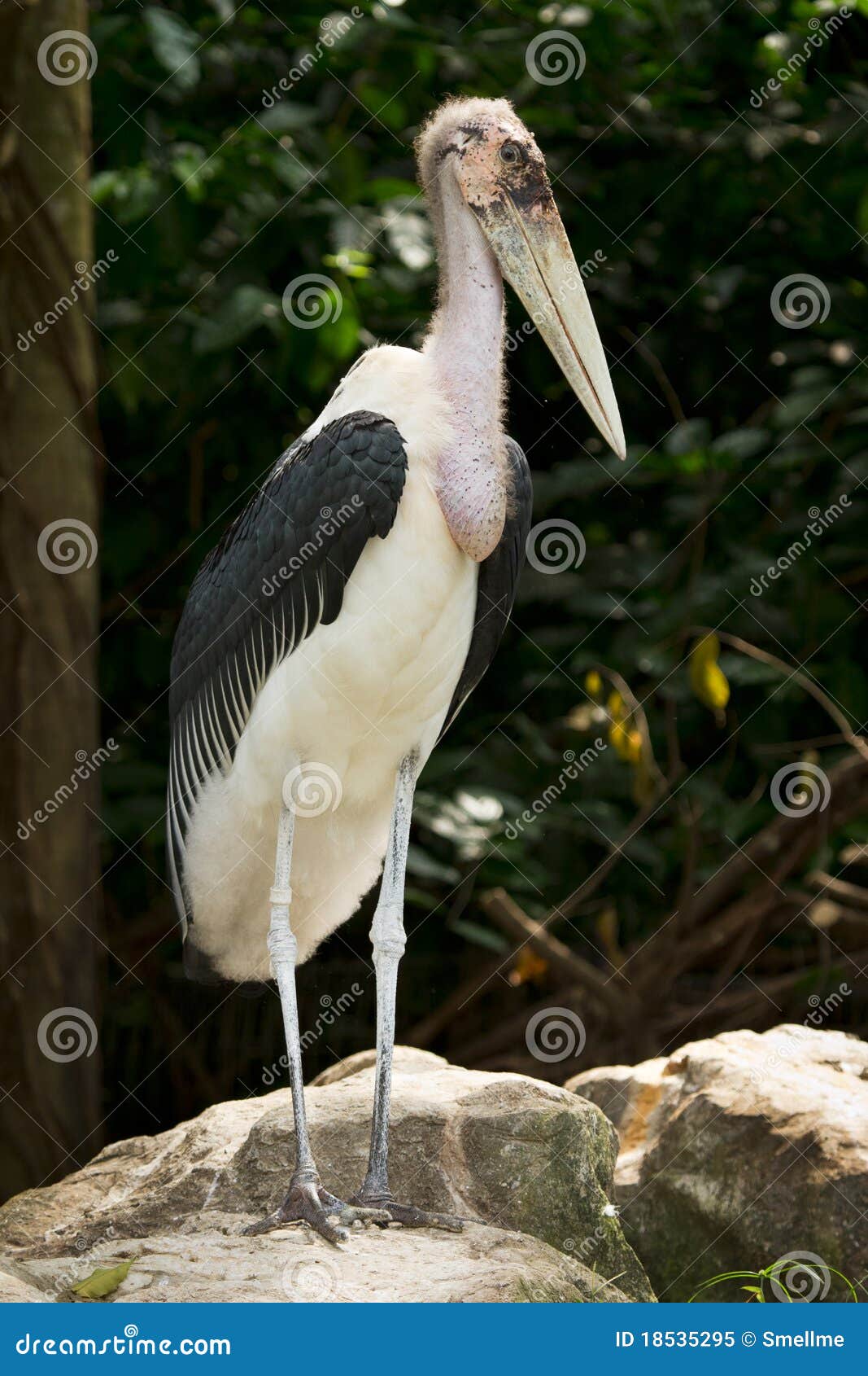 Marabou Stork stock image. Image of nakuru, africa, large - 18535295