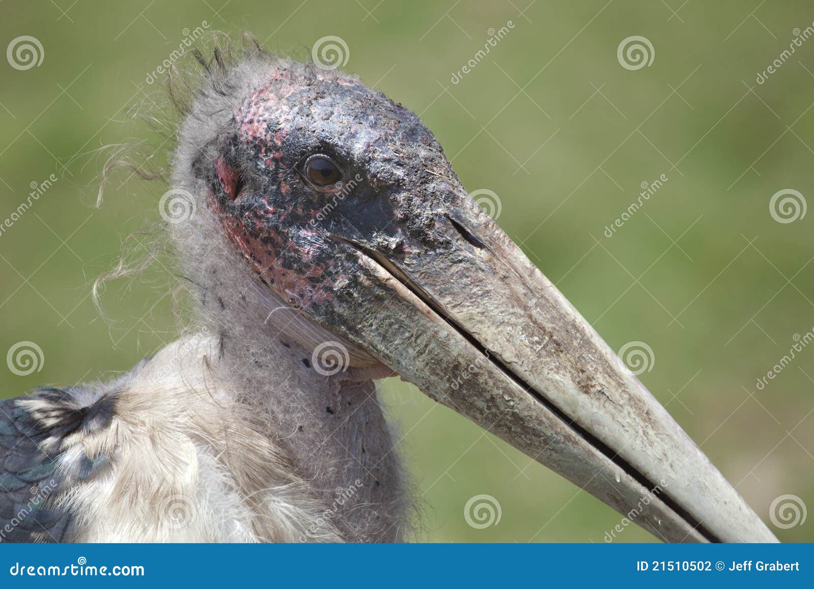 Marabou Stork stock photo. Image of crumeniferus, avian - 21510502