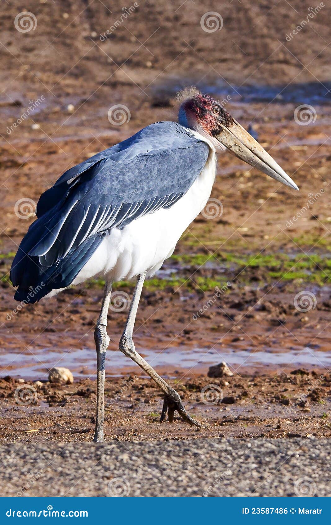Marabou Stork stock photo. Image of green, neck, marabout - 23587486