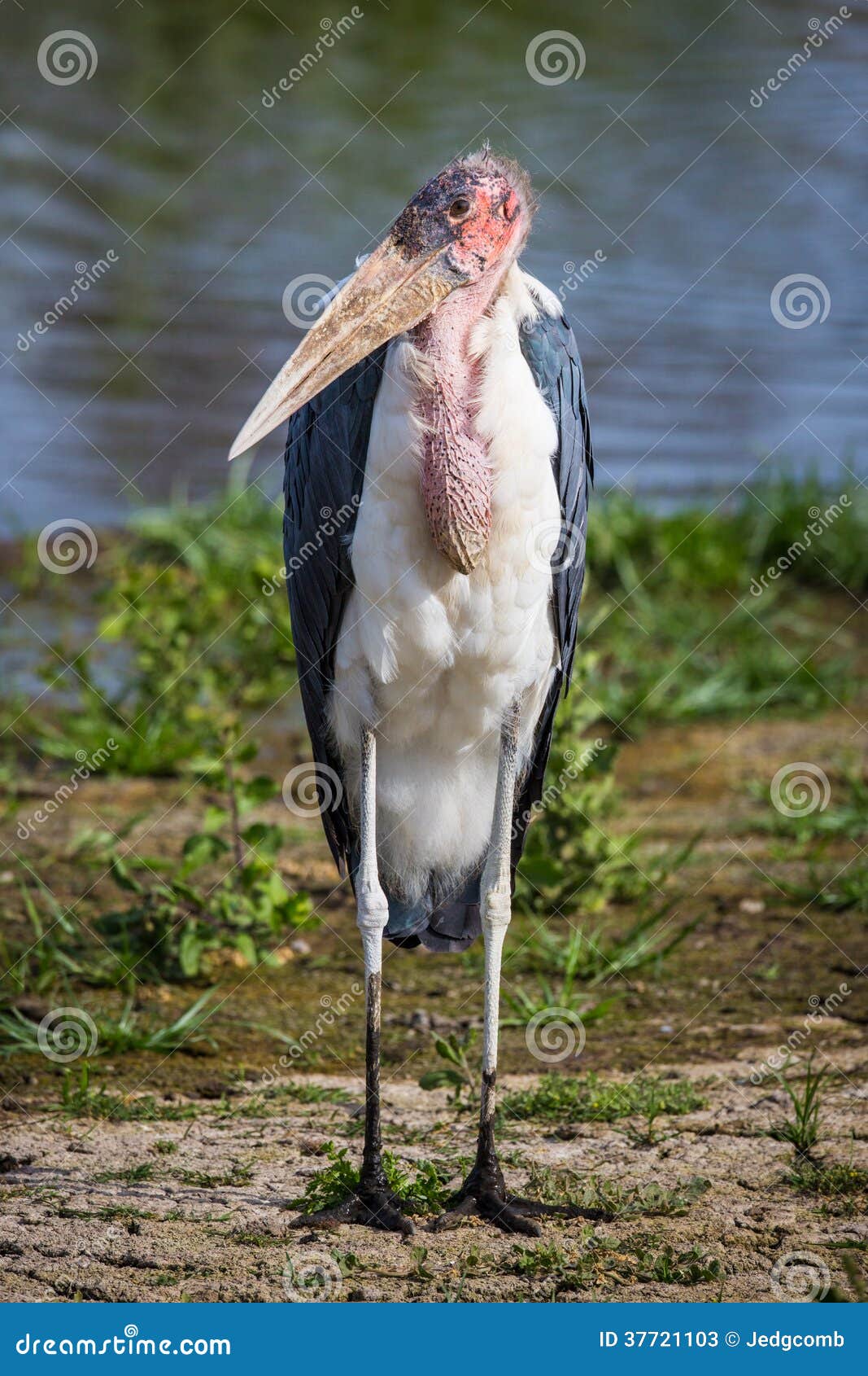 Marabou Stork stock image. Image of serengeti, africa - 37721103