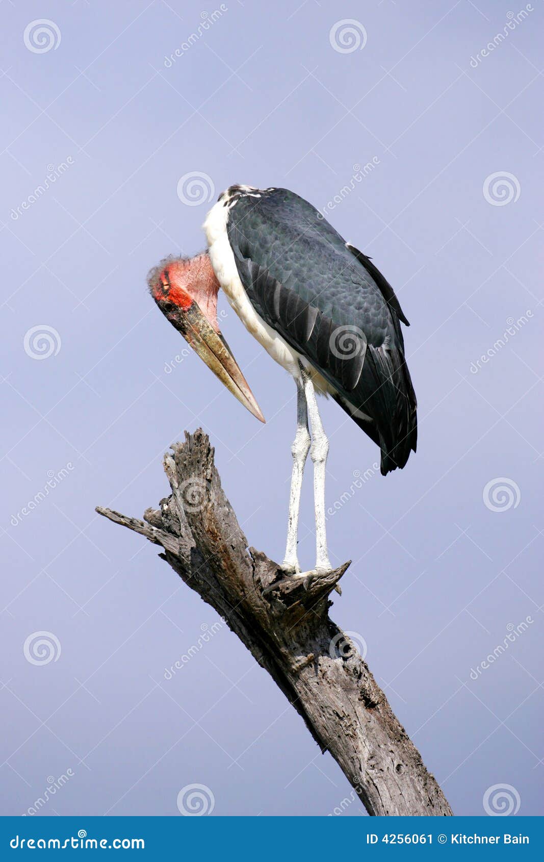 Marabou Stork stock image. Image of drive, marabou, storks - 4256061