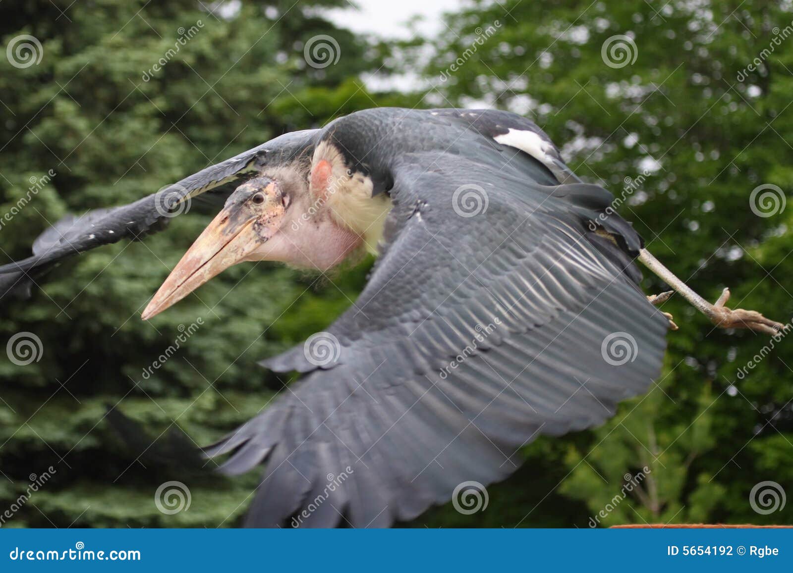 Marabou stork stock photo. Image of nature, animal, male - 5654192