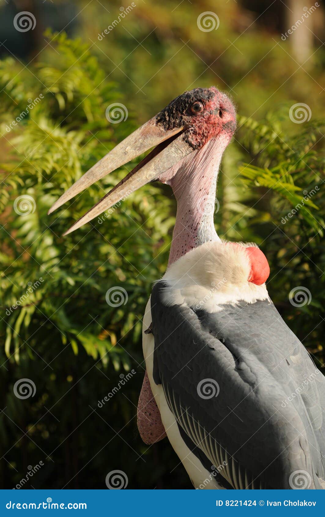 Marabou stork stock photo. Image of stork, fauna, environment - 8221424