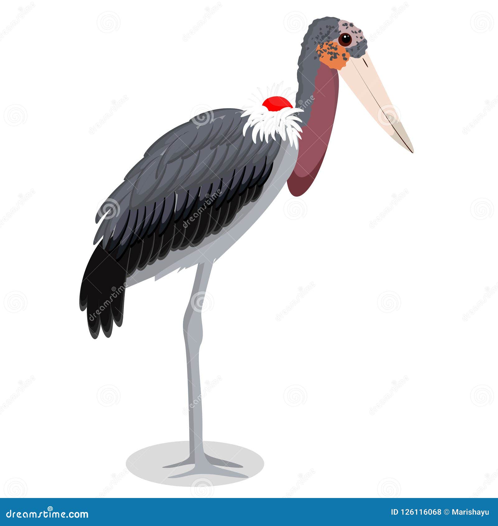 Marabou Stork Bird Isolated On A White Background. Cute African Birds ...