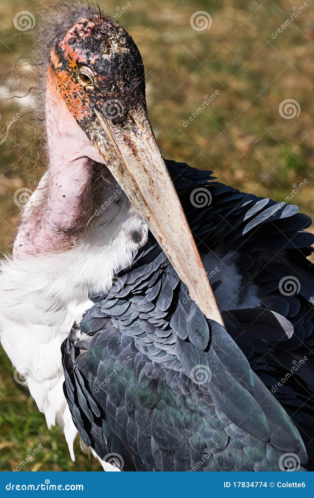Marabou Stork Cleaning Feathers Stock Photo - Image of beak, ugly: 17834774