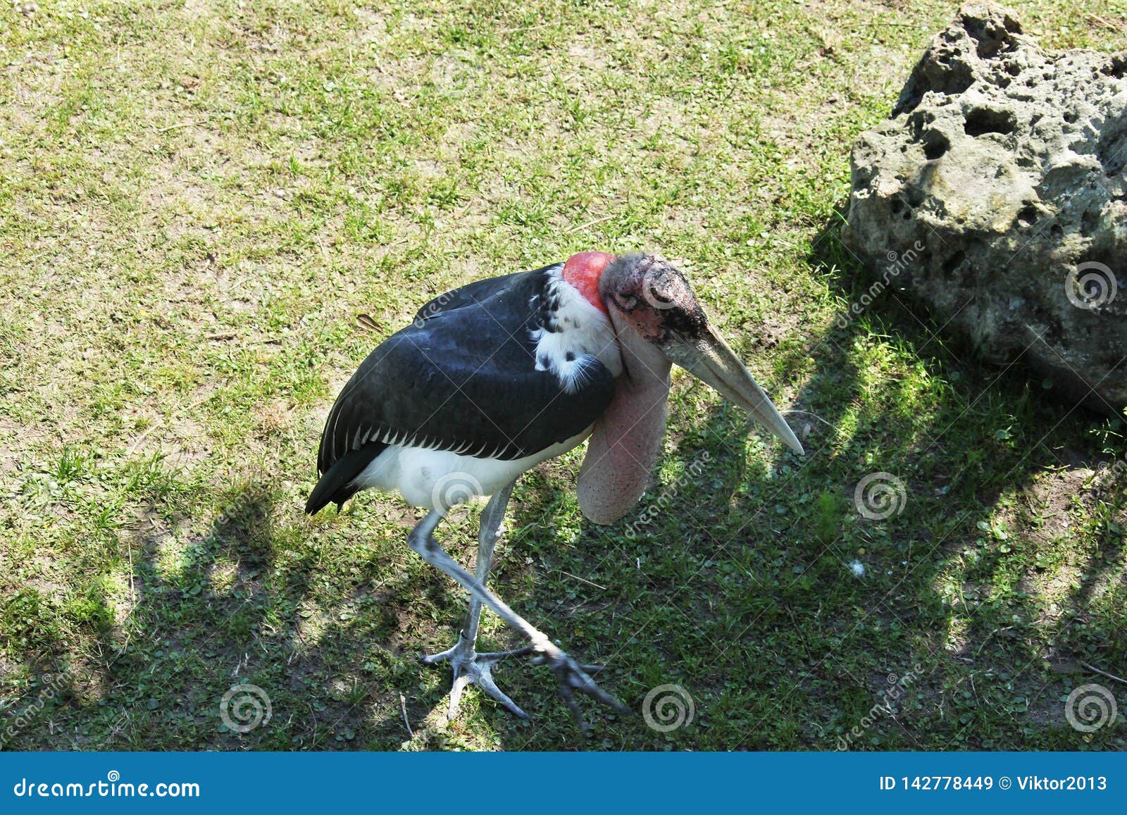 Marabou stork stock image. Image of outdoor, view, chick - 142778449