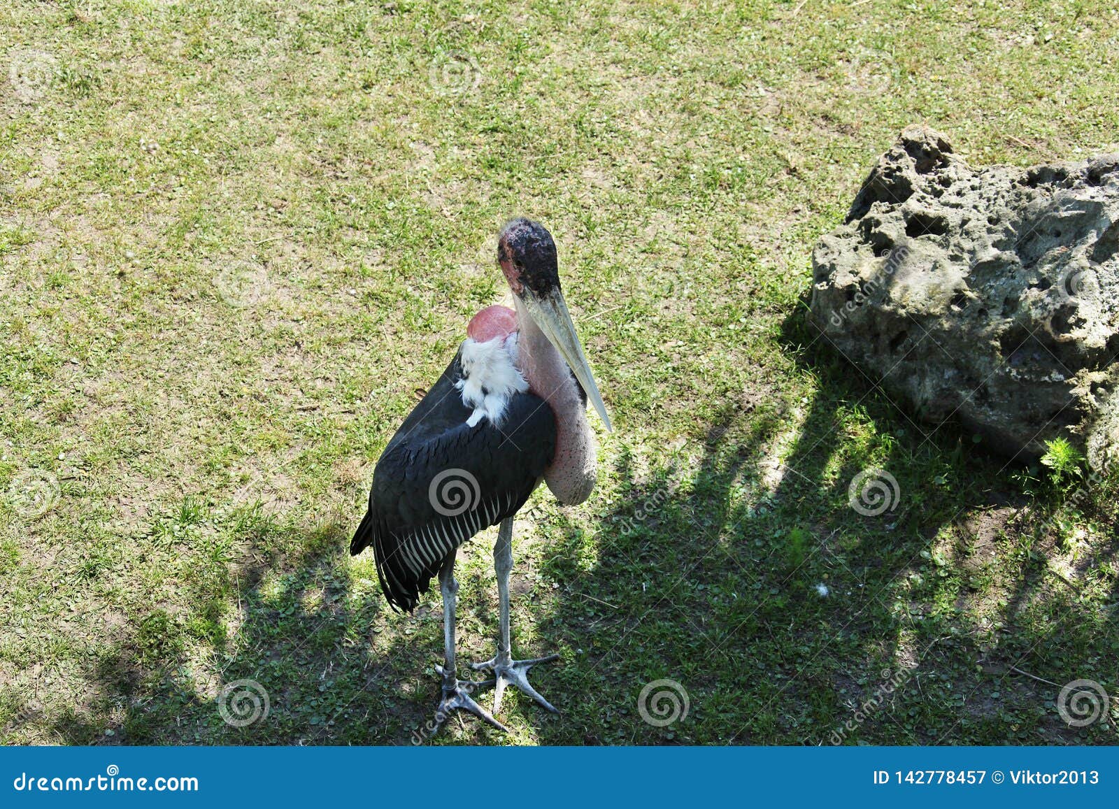 Marabou stork stock image. Image of chick, natural, flying - 142778457