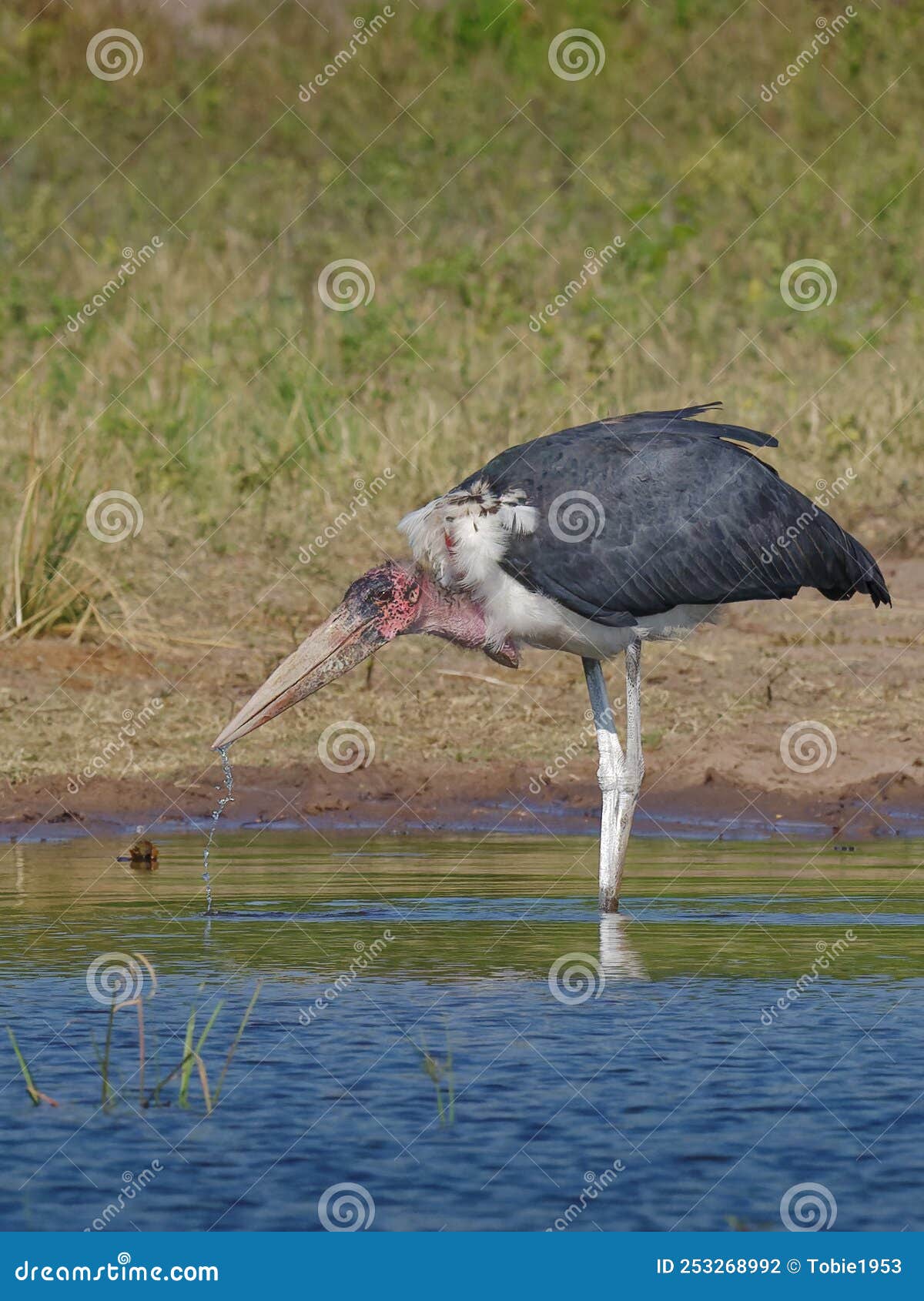 Marabou Stork Drinking for River Stock Photo - Image of safari ...
