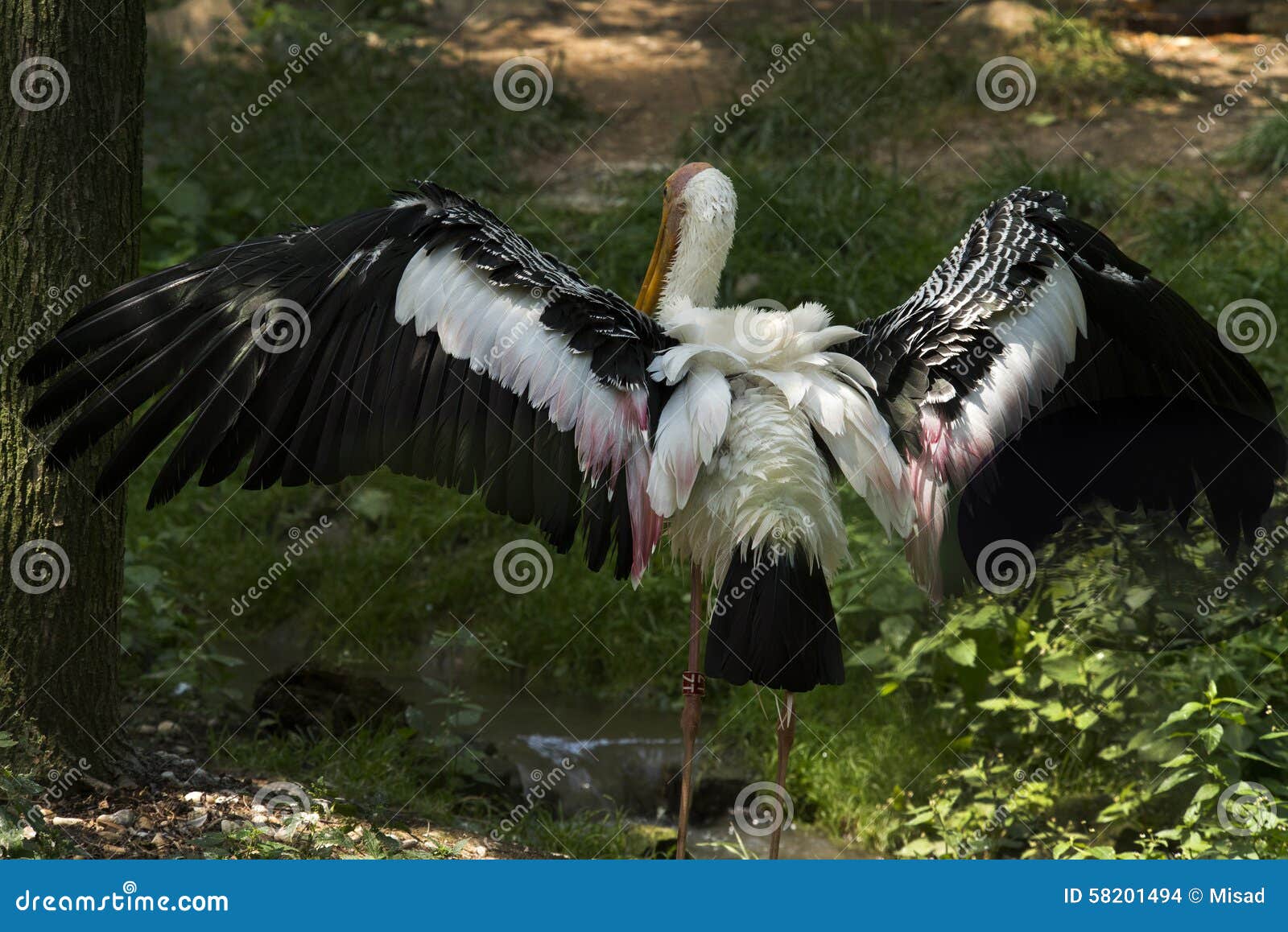 Marabou Stork stock photo. Image of beak, sitting, feathers - 58201494