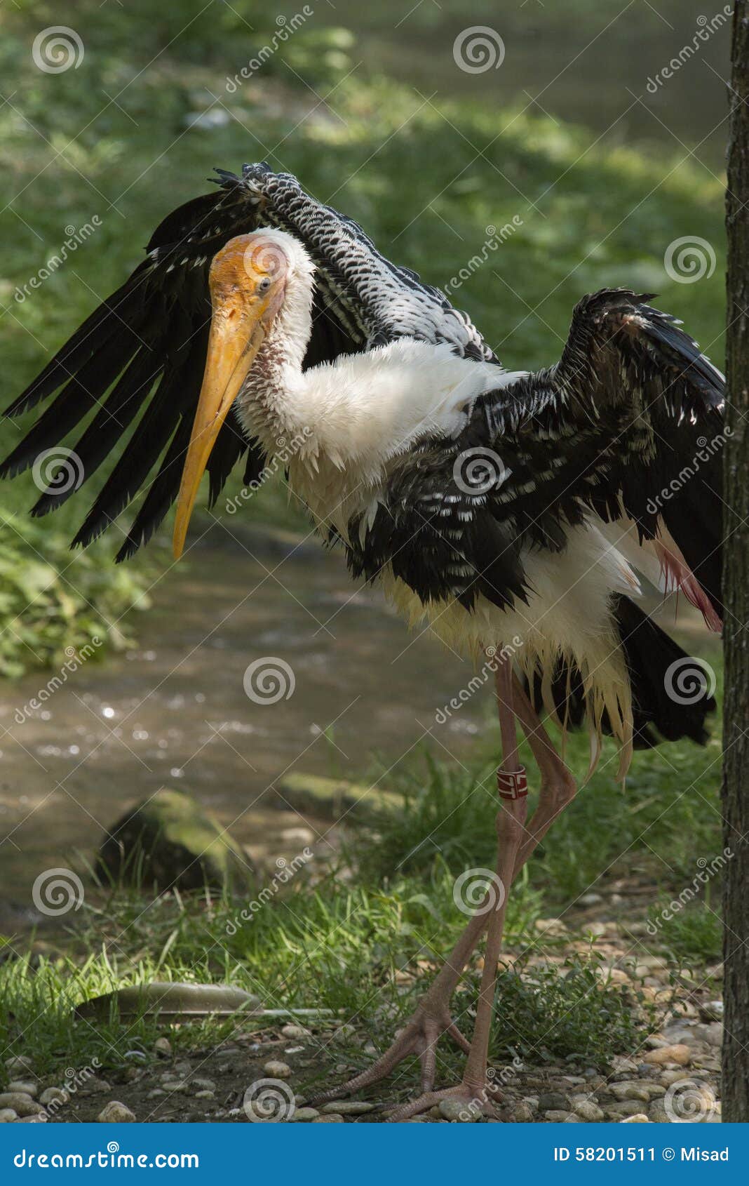 Marabou Stork stock image. Image of forest, feathers - 58201511