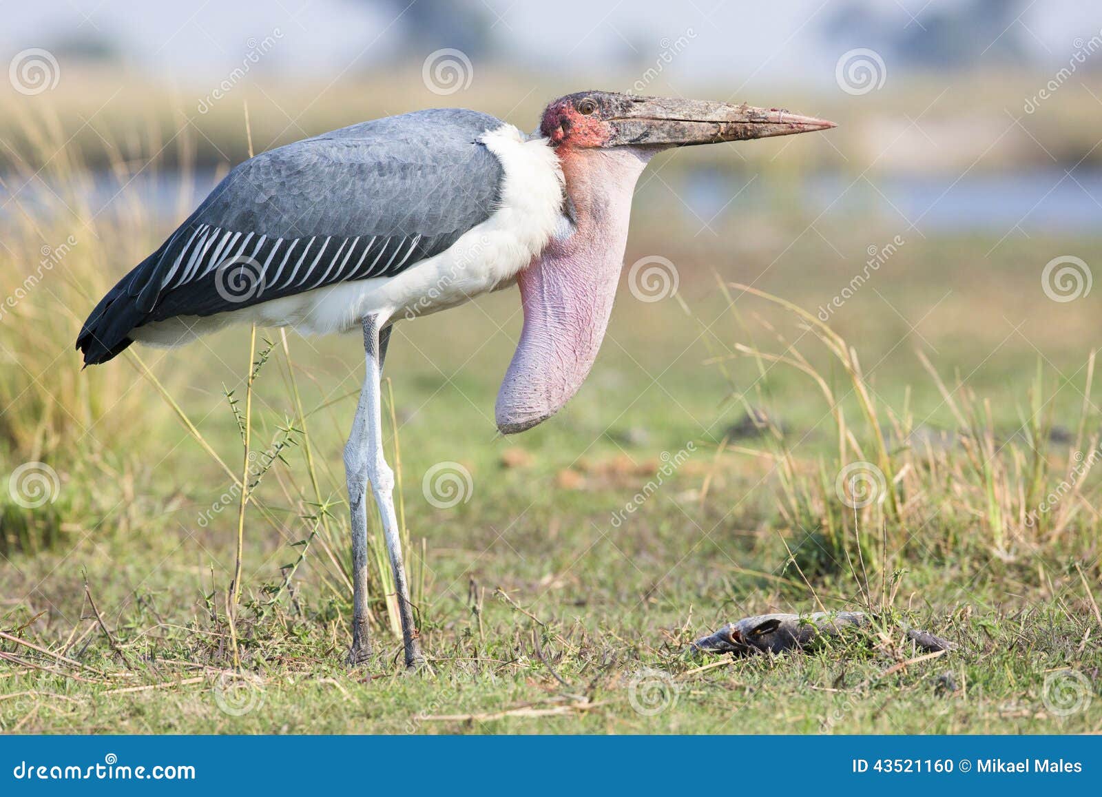 Marabou stork eating fish stock photo. Image of catfish - 43521160