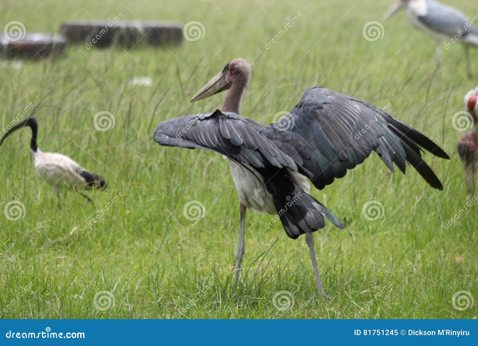 Marabou Stork stock image. Image of flexing, bird, stork - 81751245
