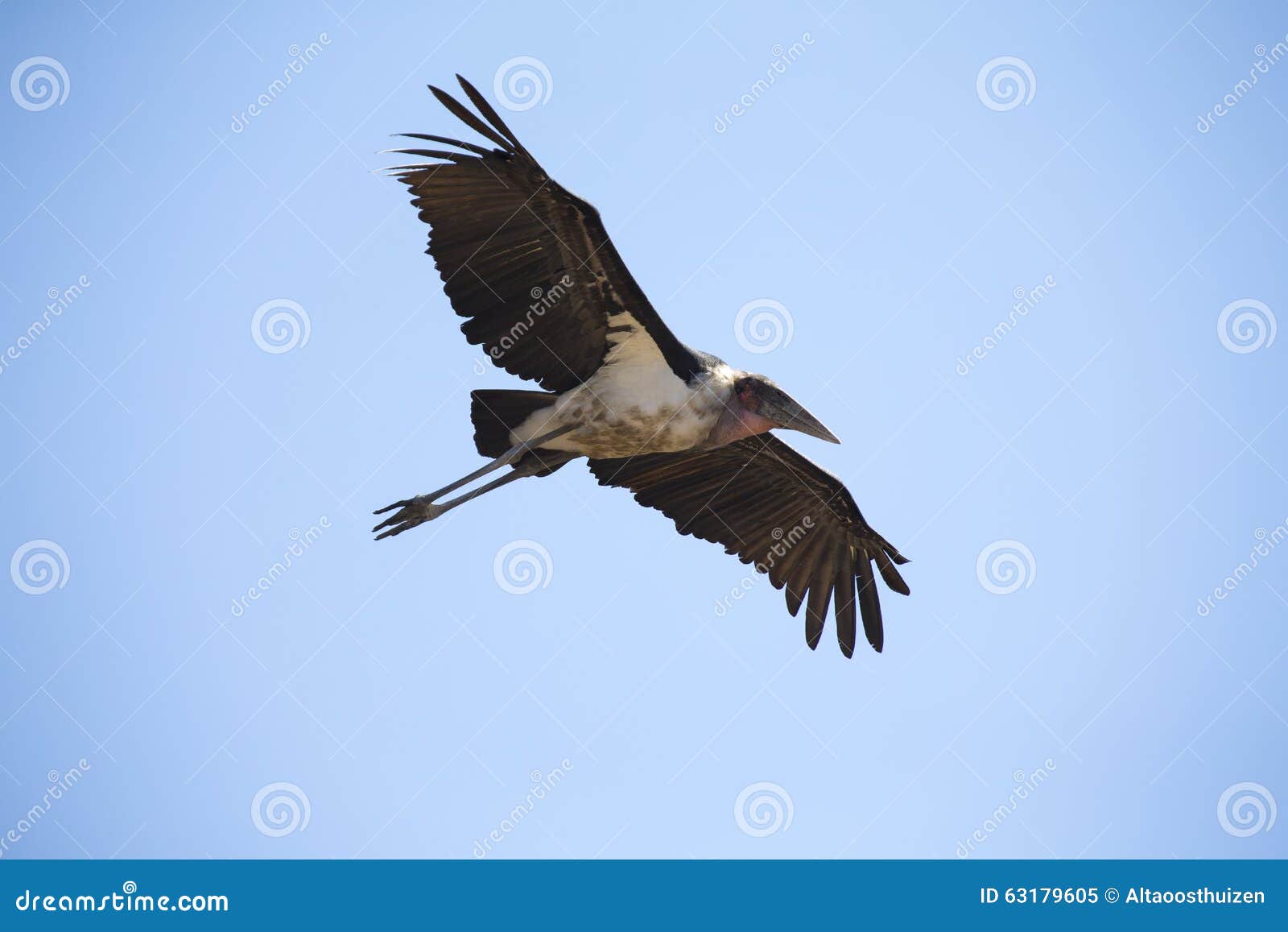 Marabou Stork Fly and Glide in Blue Sky Stock Image - Image of large ...