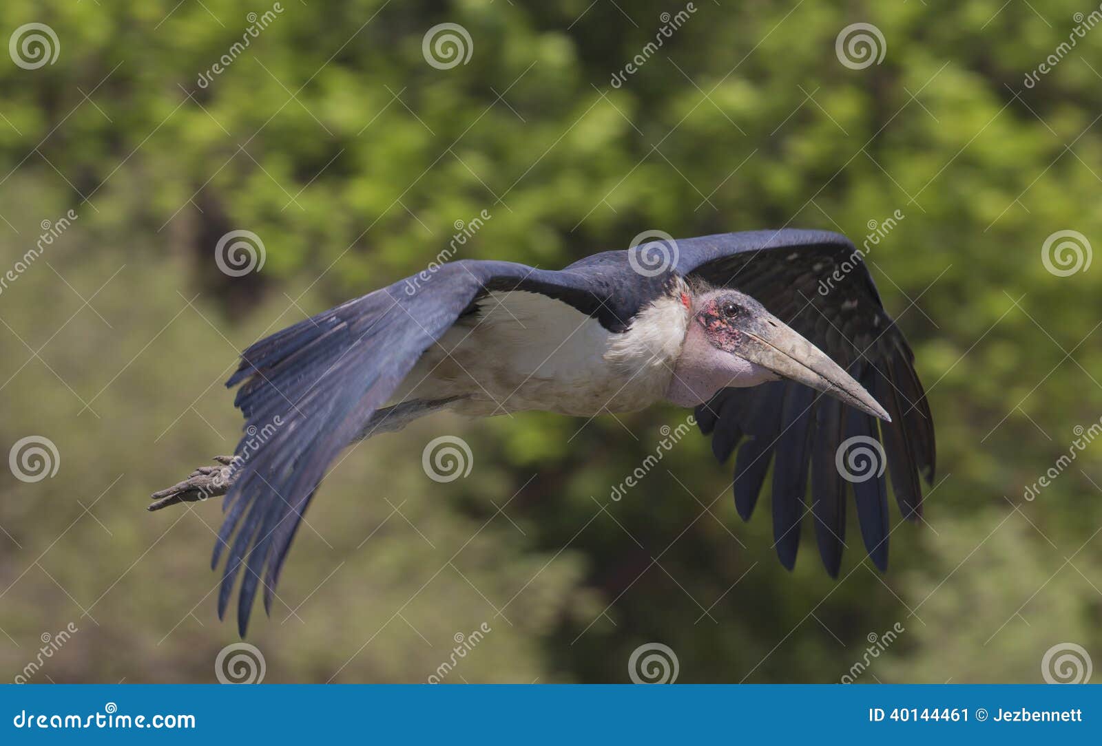 Marabou Stork flying stock image. Image of leptoptilos - 40144461