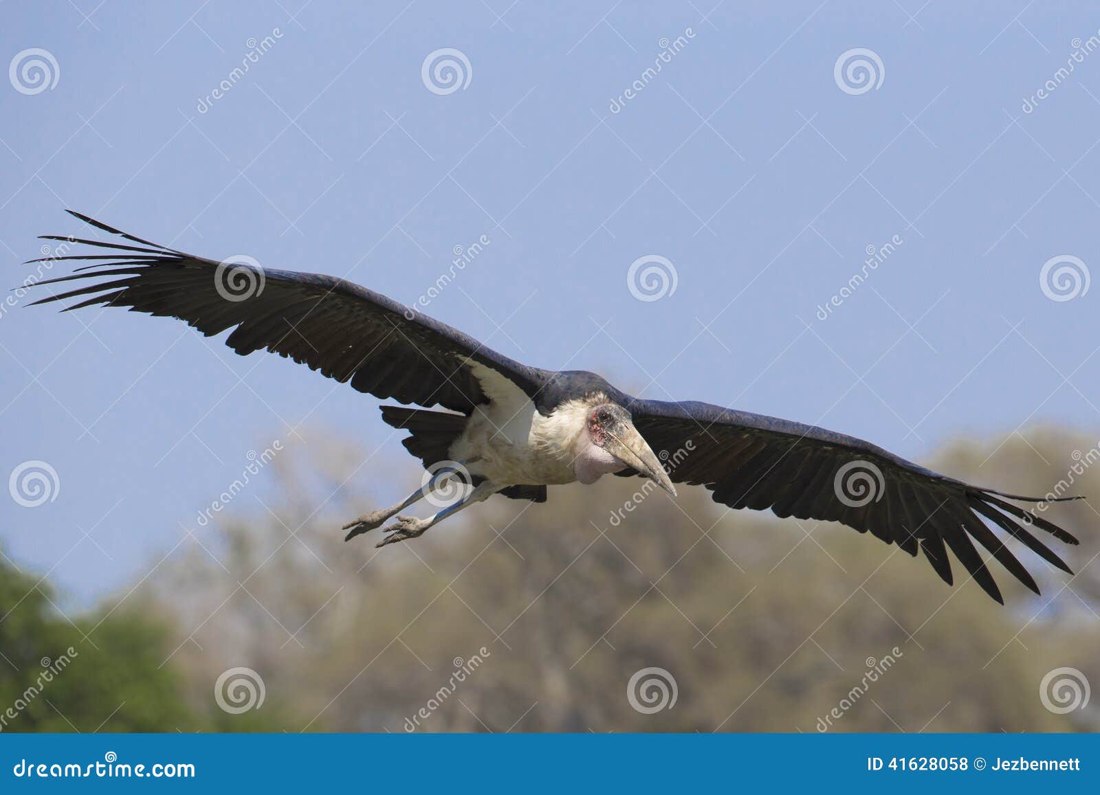 Marabou Stock Photography | CartoonDealer.com #42000890