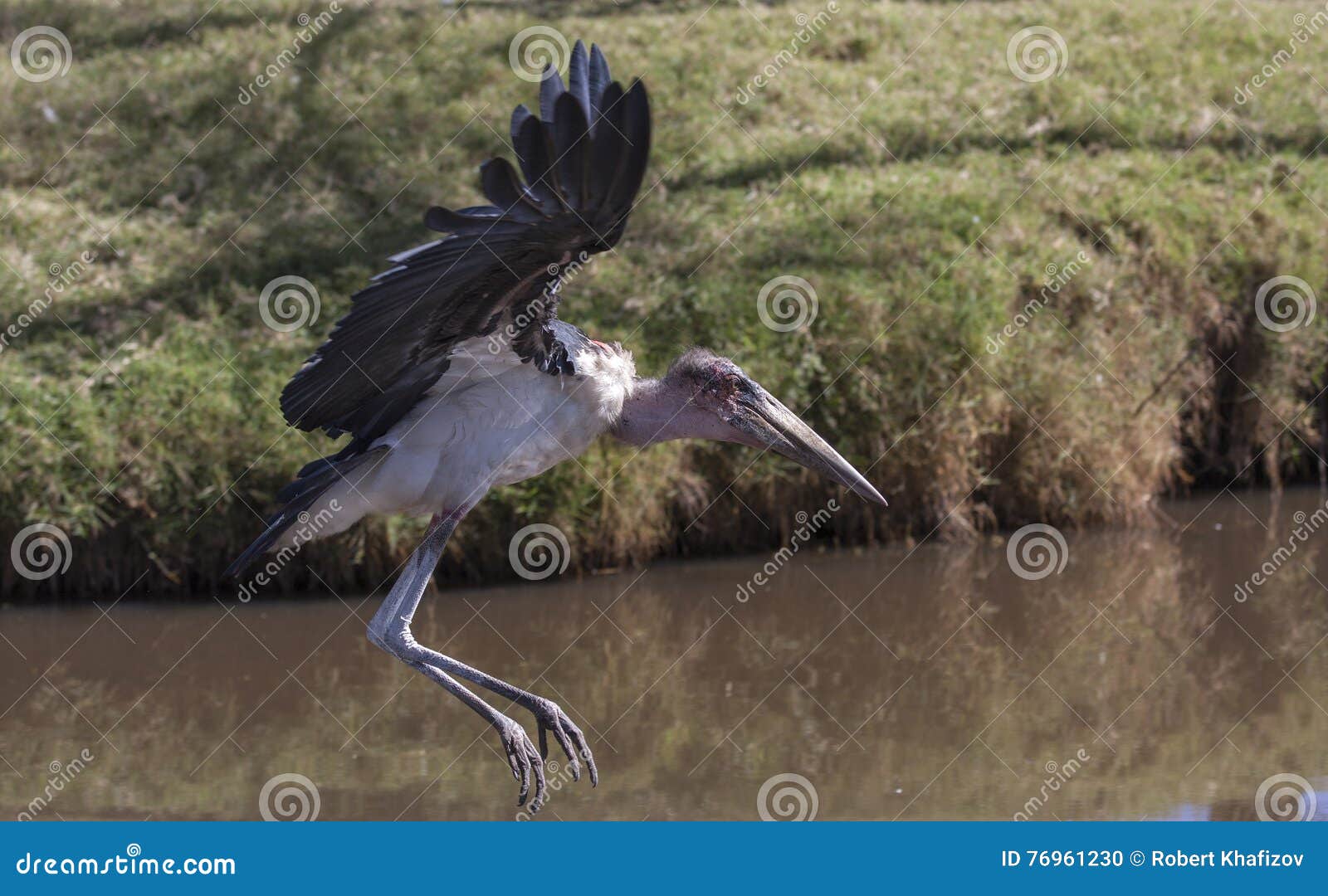 Marabou Stork Flying Nicely Along the River Stock Photo - Image of full ...