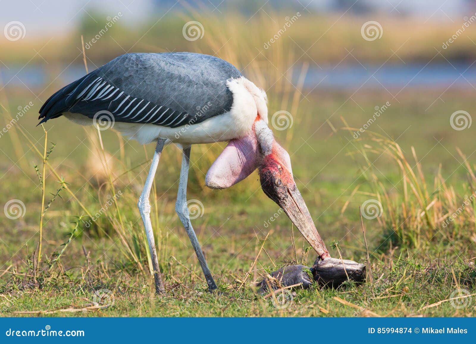 Marabou Stork with Head Upside Down Stock Photo - Image of nature ...
