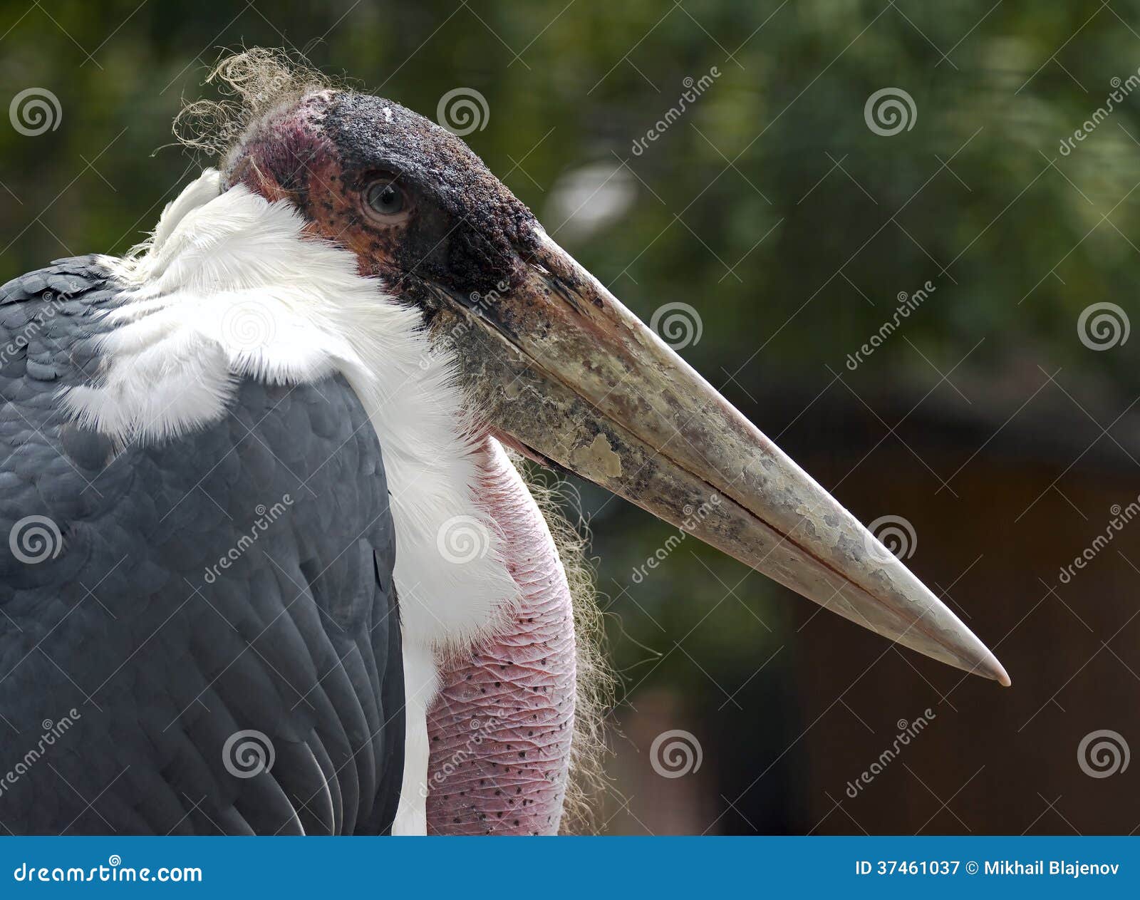 Marabou stork 3 stock image. Image of ecology, view, strange - 37461037