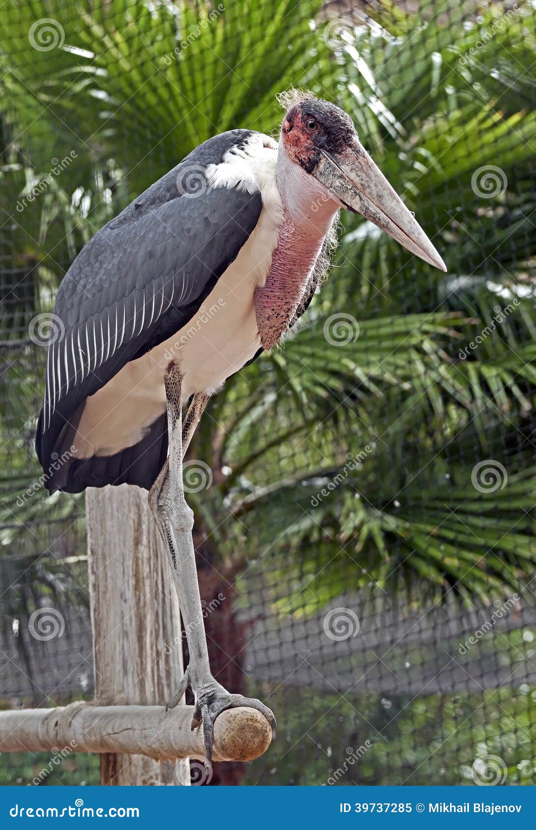 Marabou stork 4 stock image. Image of bird, gait, flight - 39737285
