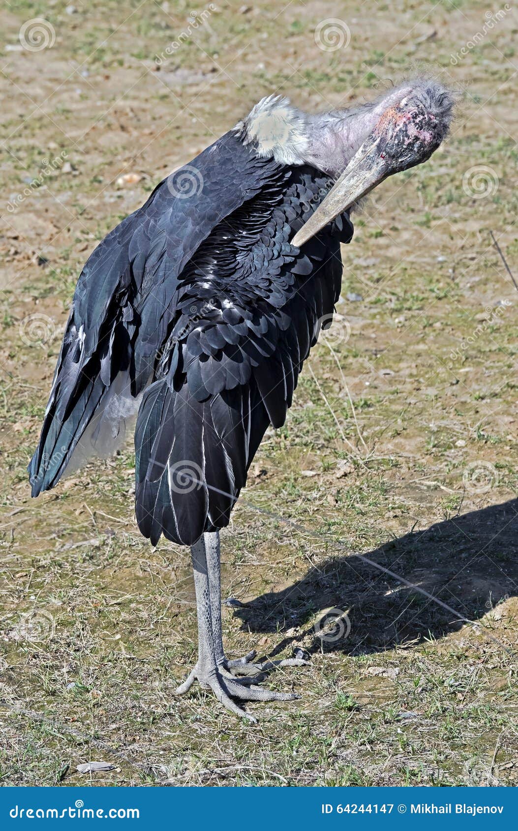 Marabou stork 6 stock image. Image of ornithology, creature - 64244147