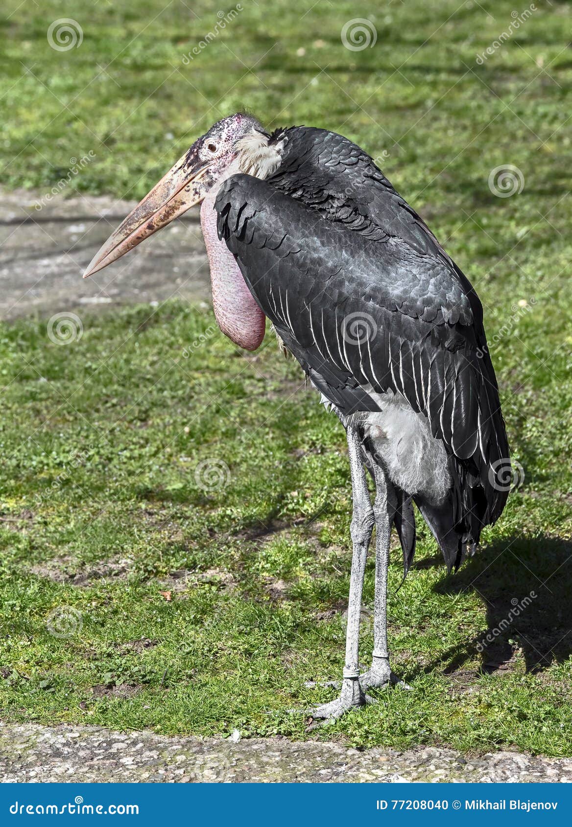 Marabou 5 stock photo. Image of animal, nice, feather - 77208040