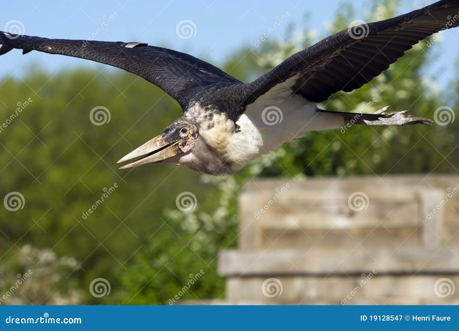 Marabou Stork (leptopilos Crumeniferus) Flying Stock Image - Image of ...