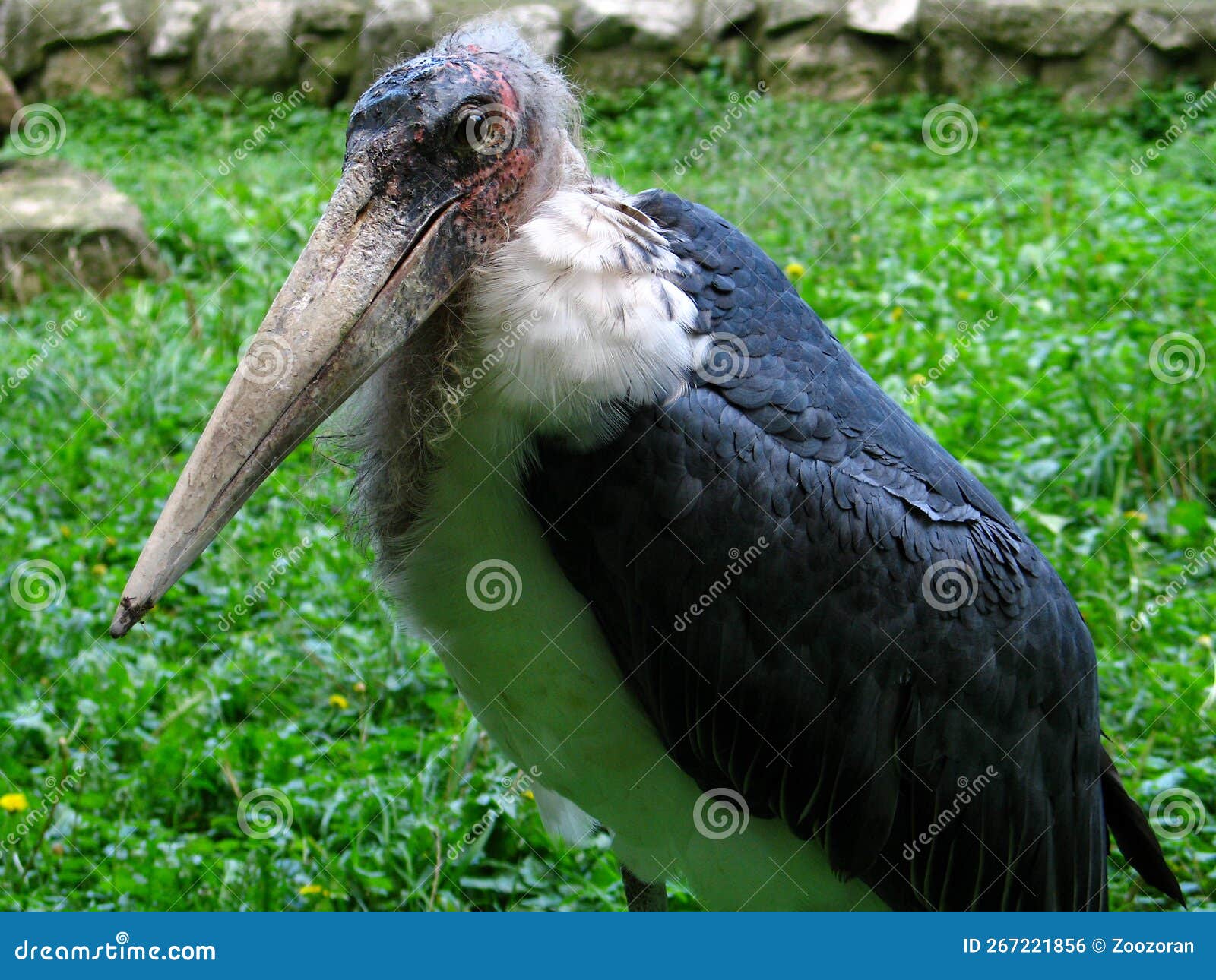 Marabou Stork (Leptoptilos Crumenifer) Stock Photo - Image of ...