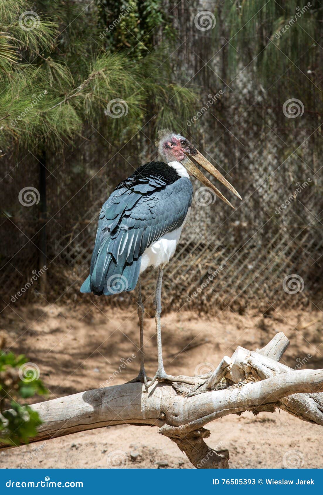 The Marabou Stork stock image. Image of view, front, bird - 76505393